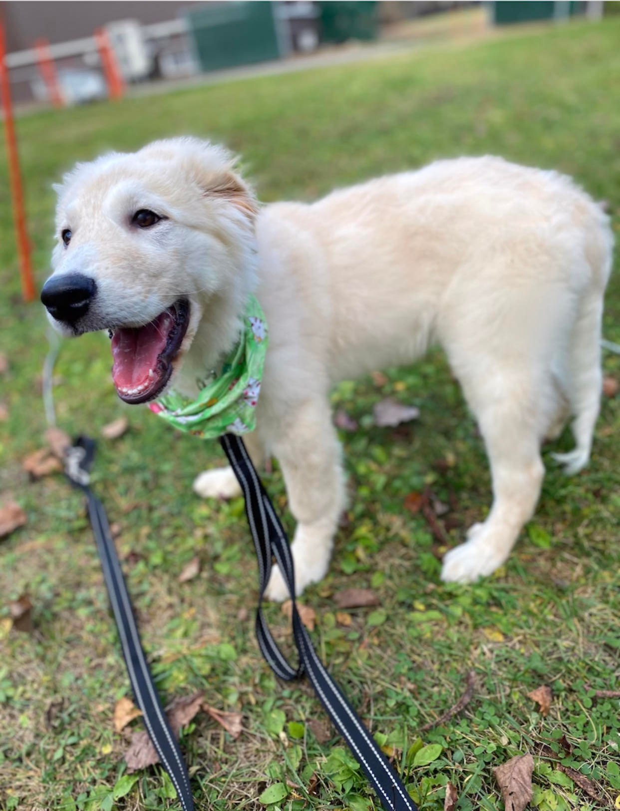 Chiens pour adoption - SPA Régionale