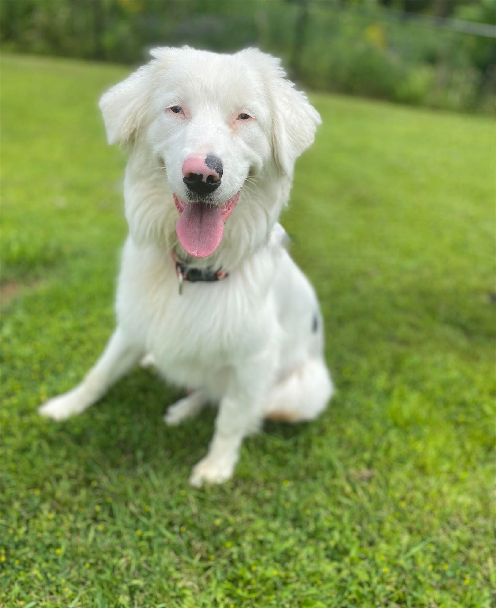 Chiens pour adoption - SPA Régionale