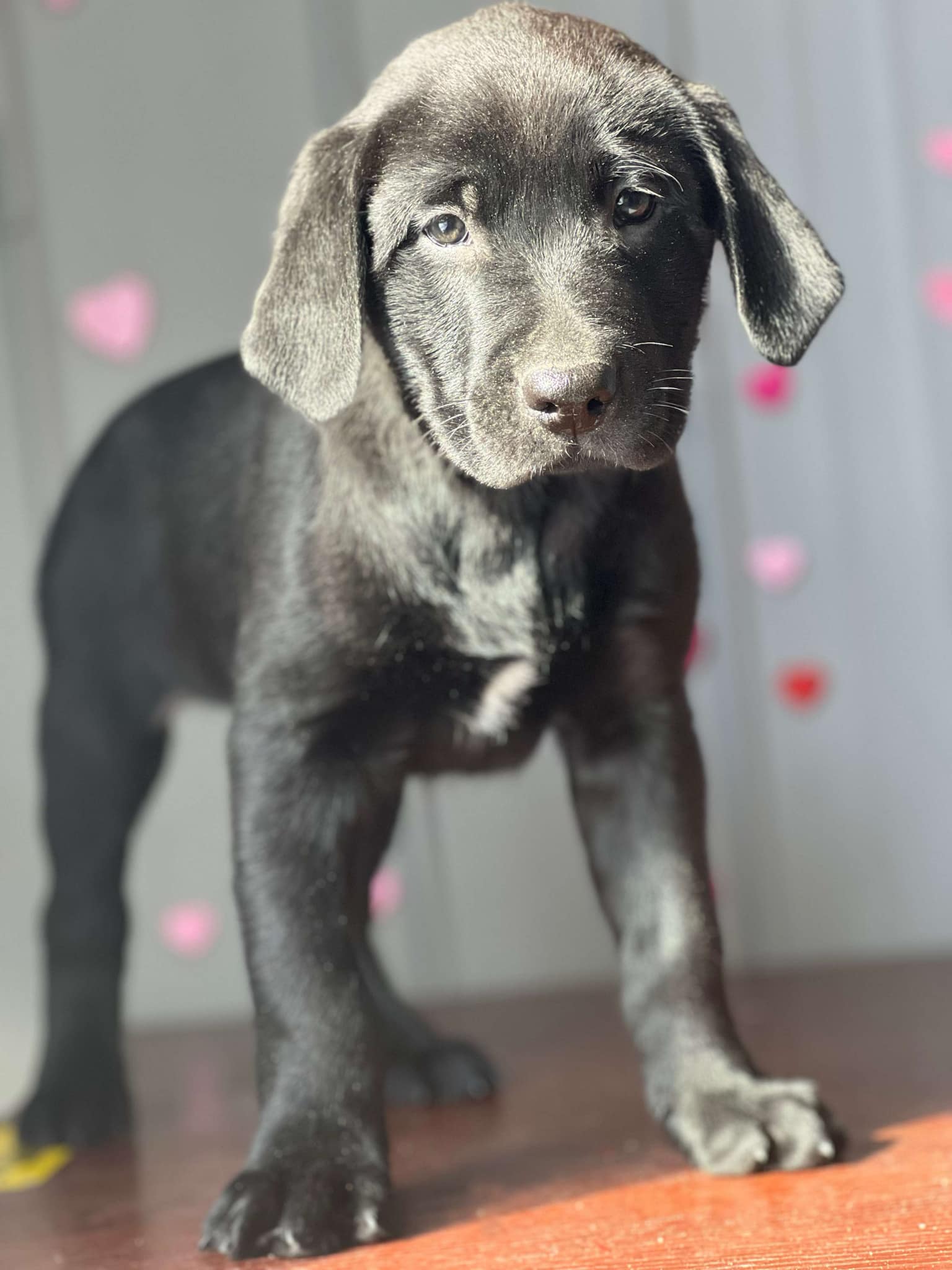 Animaux - SPA Régionale