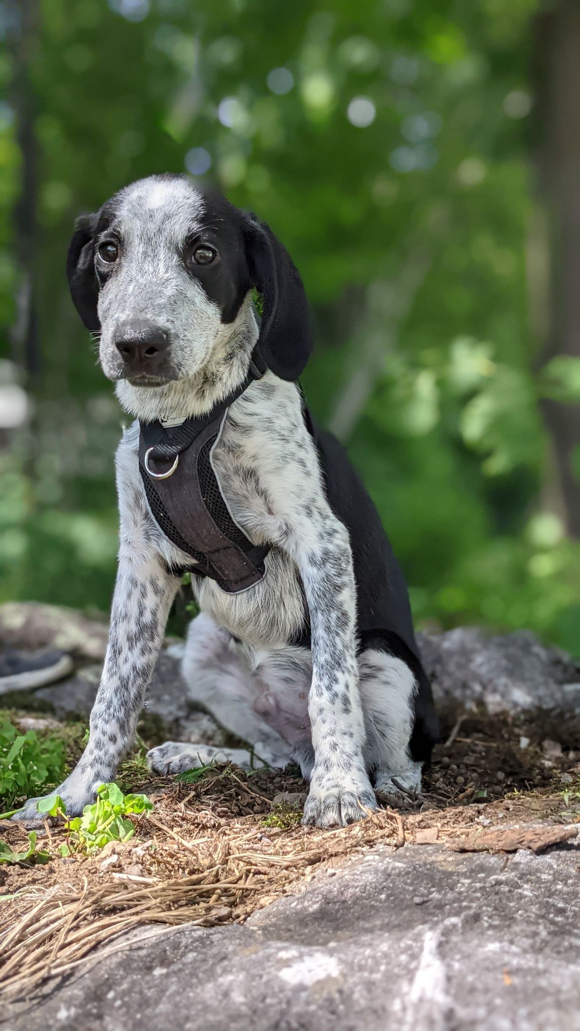 Chiens pour adoption - SPA Régionale