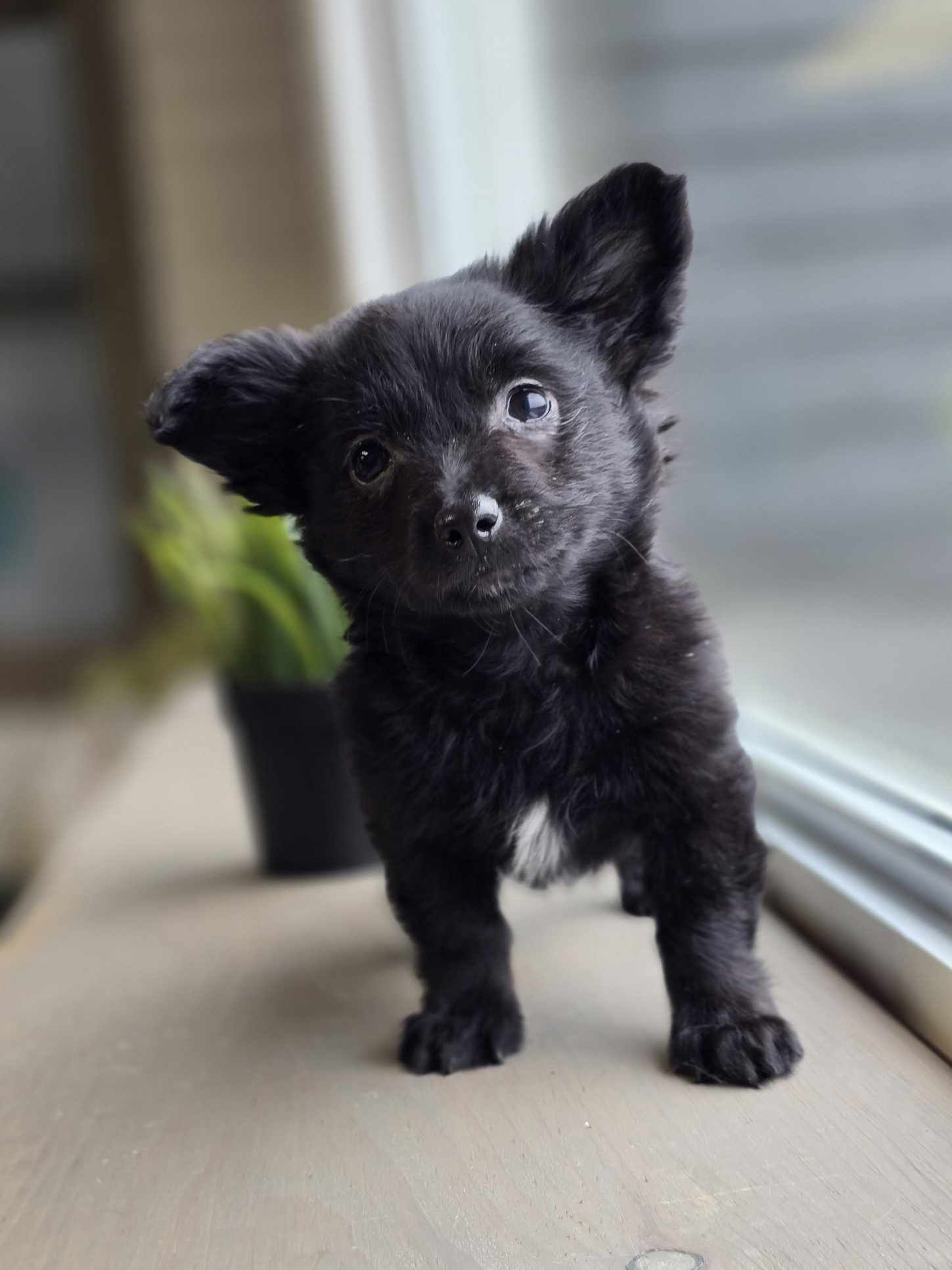 Animaux - SPA Régionale