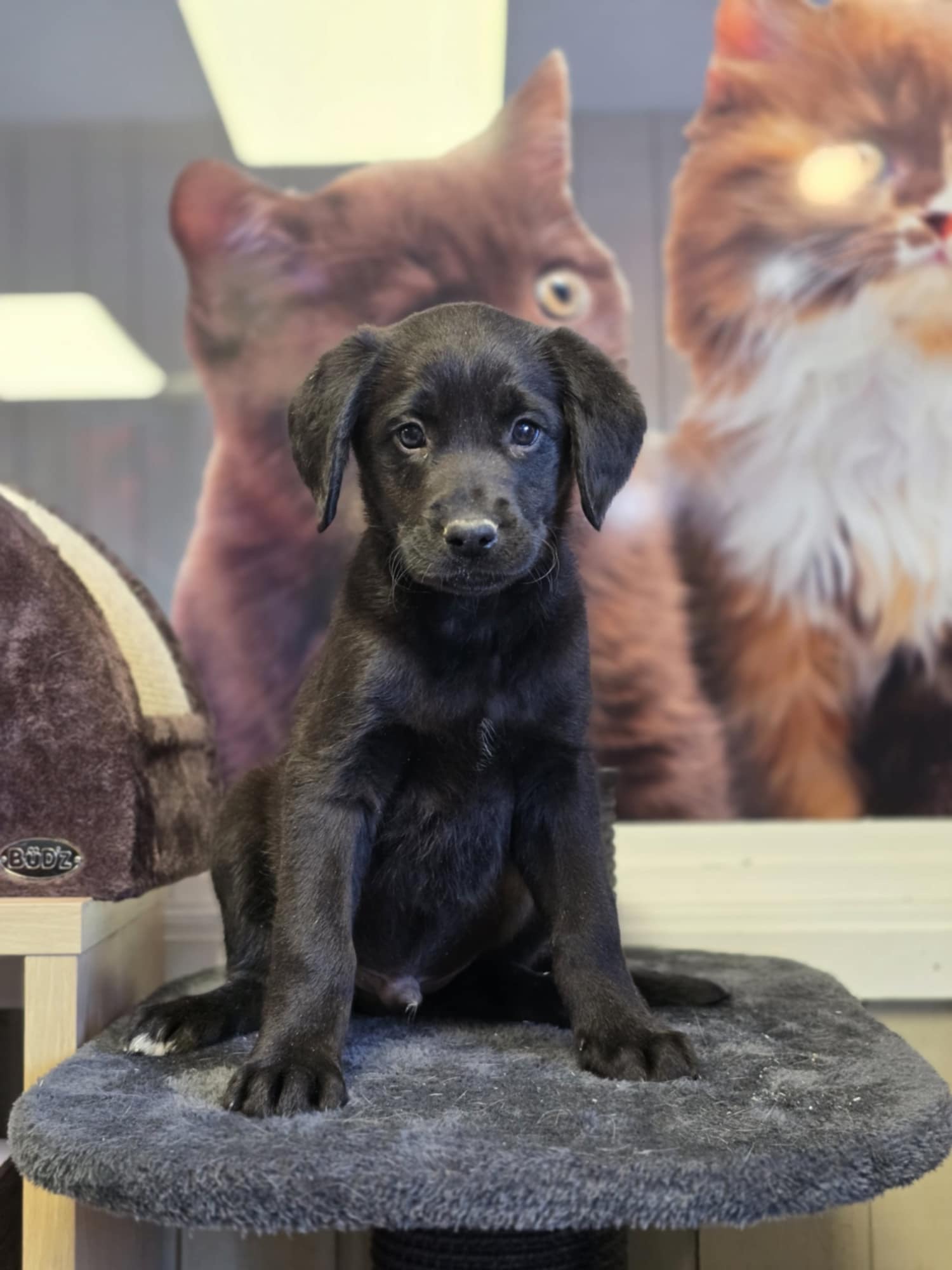 Animaux - SPA Régionale