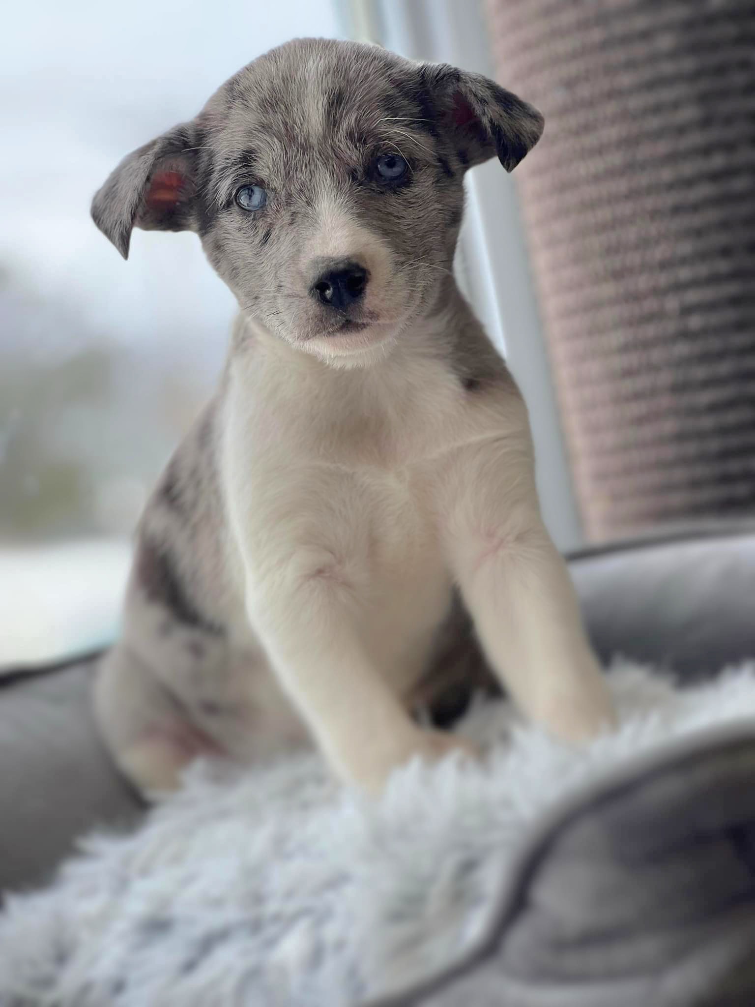 Animaux - SPA Régionale