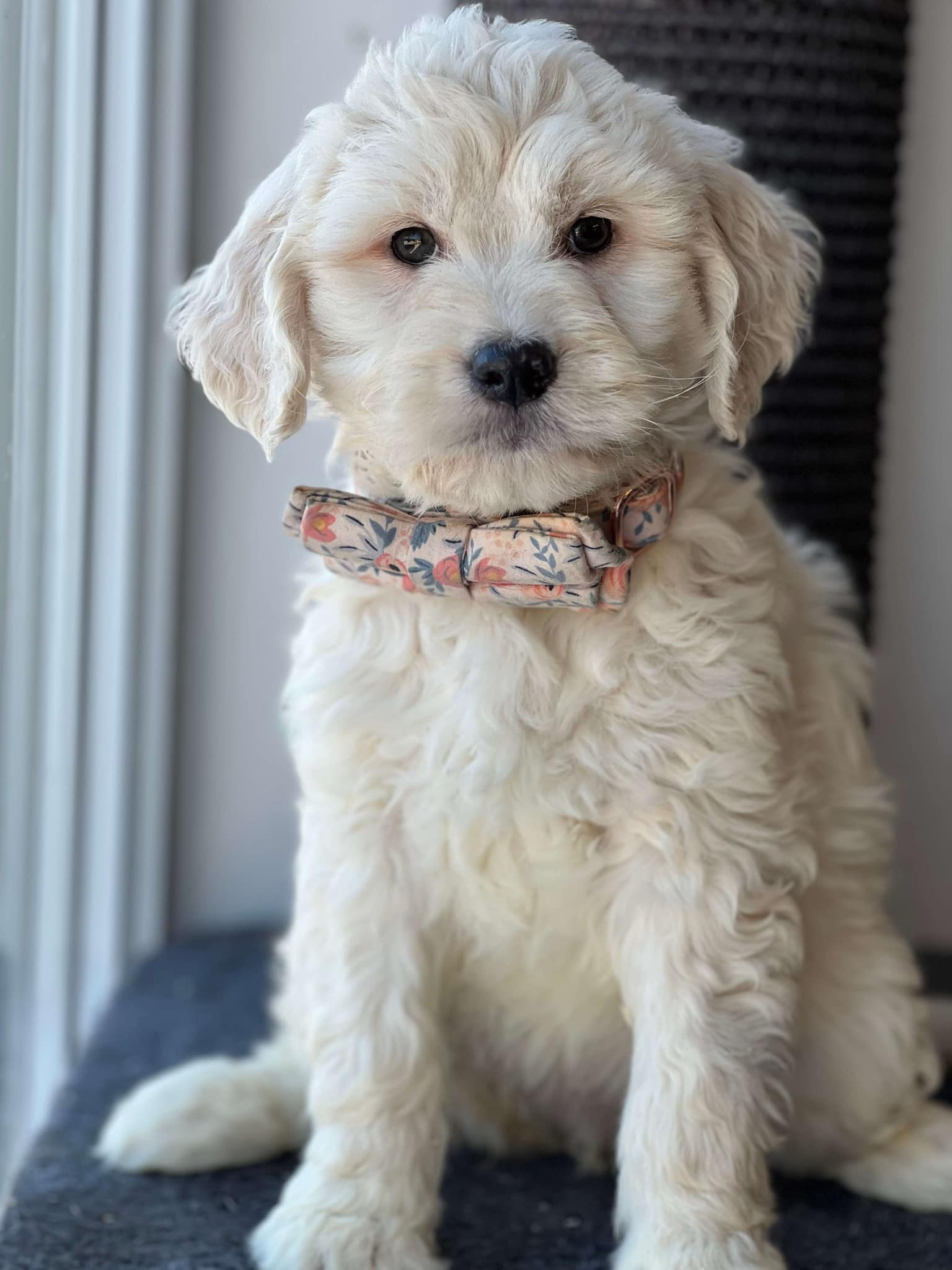 Animaux - SPA Régionale