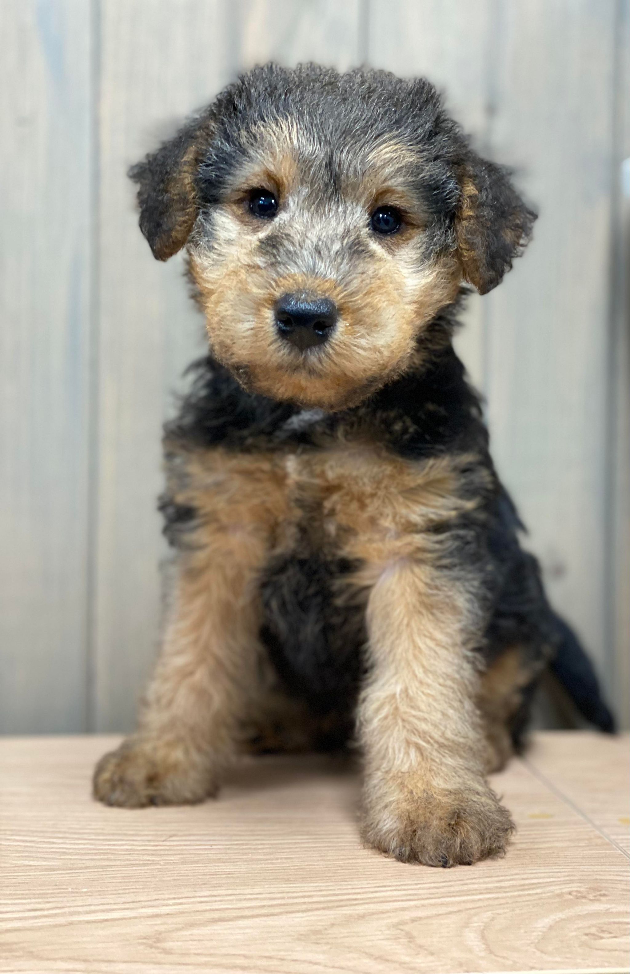 Animaux - SPA Régionale