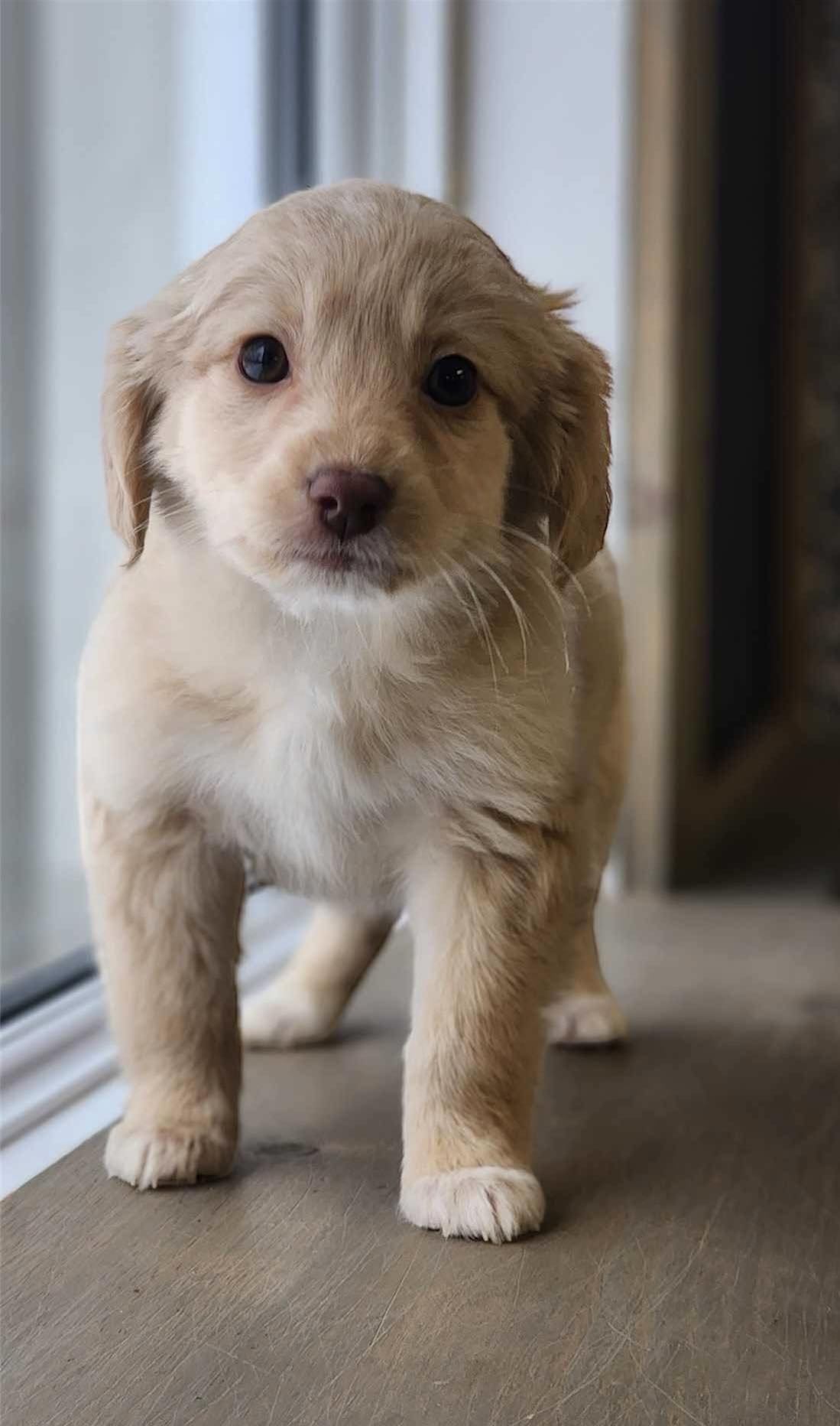 Animaux - SPA Régionale