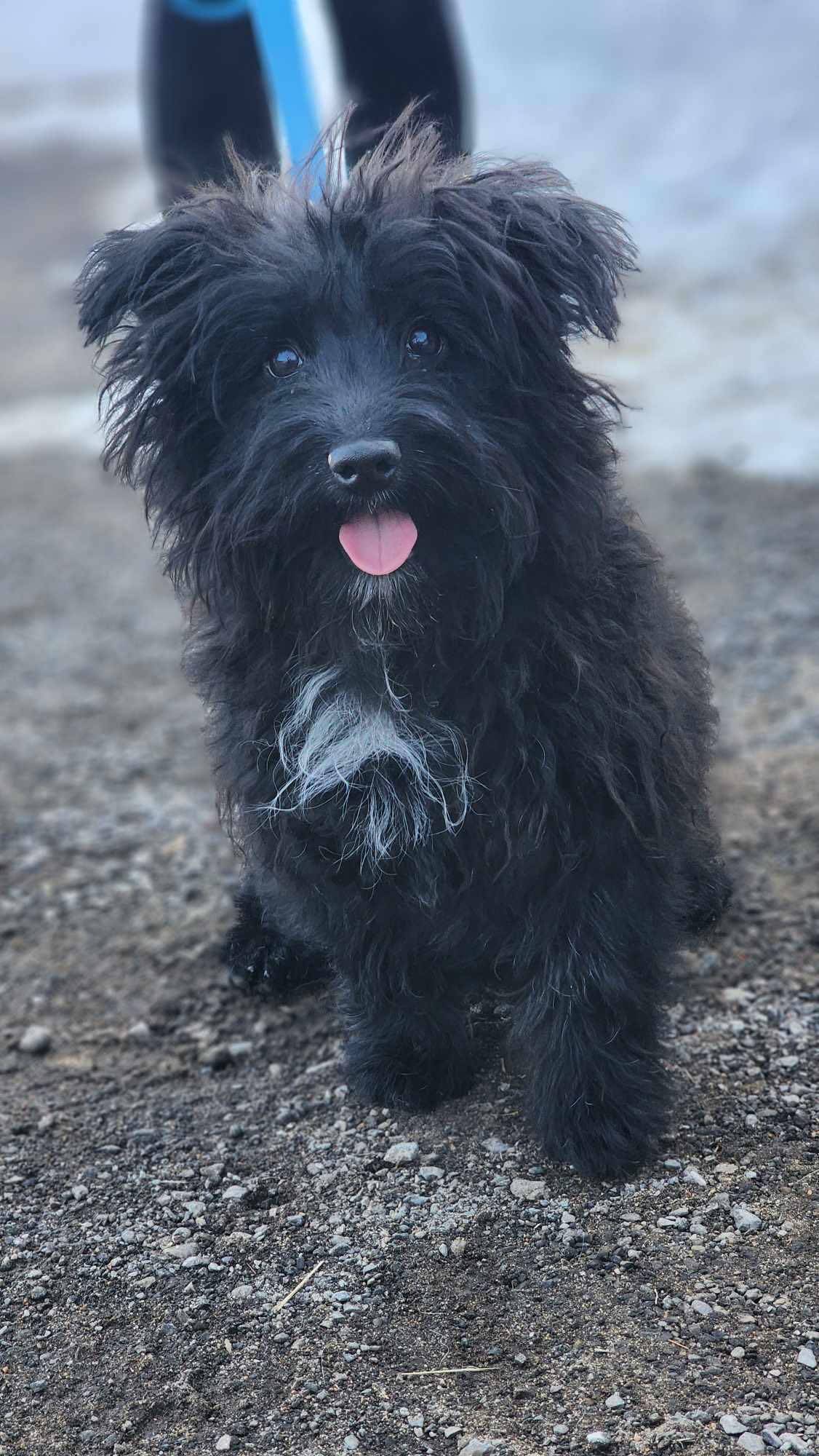 Animaux - SPA Régionale