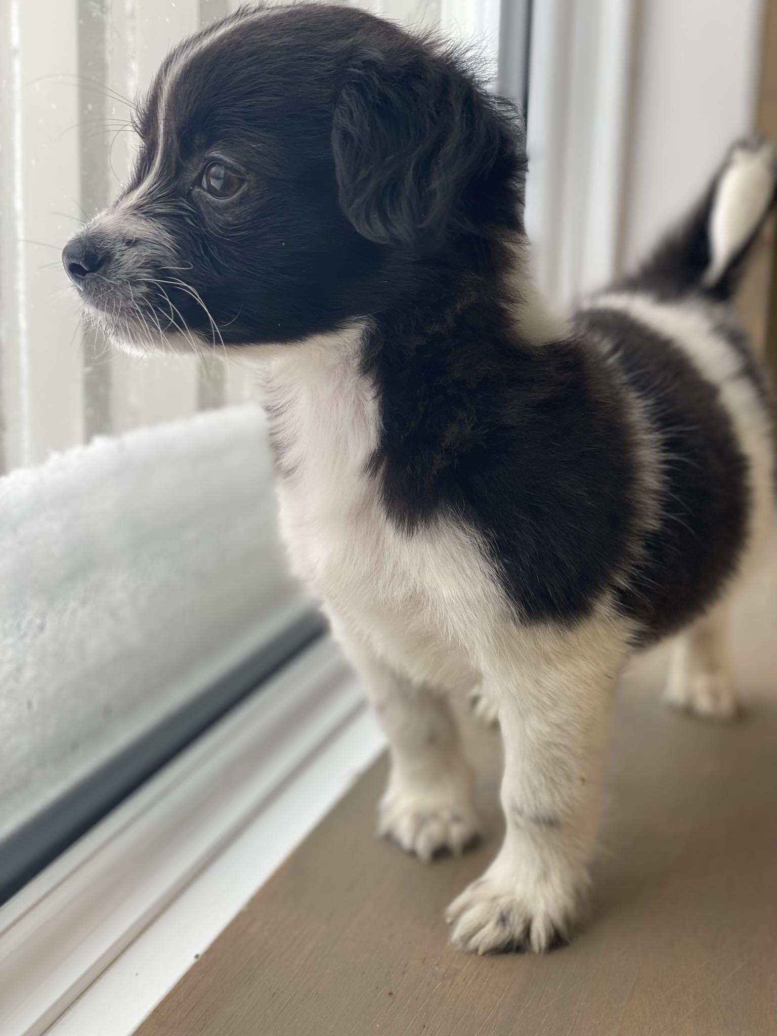 Animaux - SPA Régionale