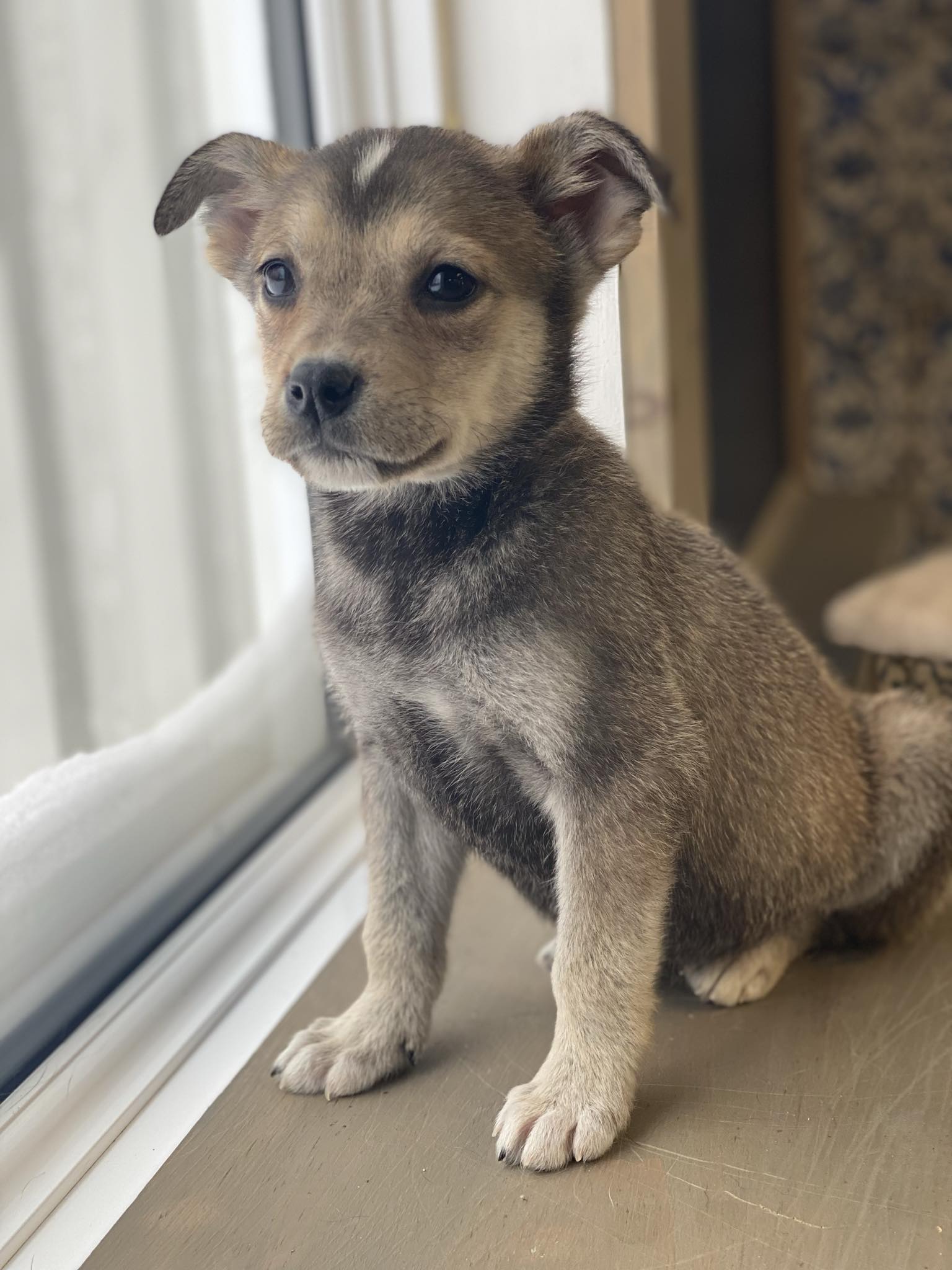 Animaux - SPA Régionale