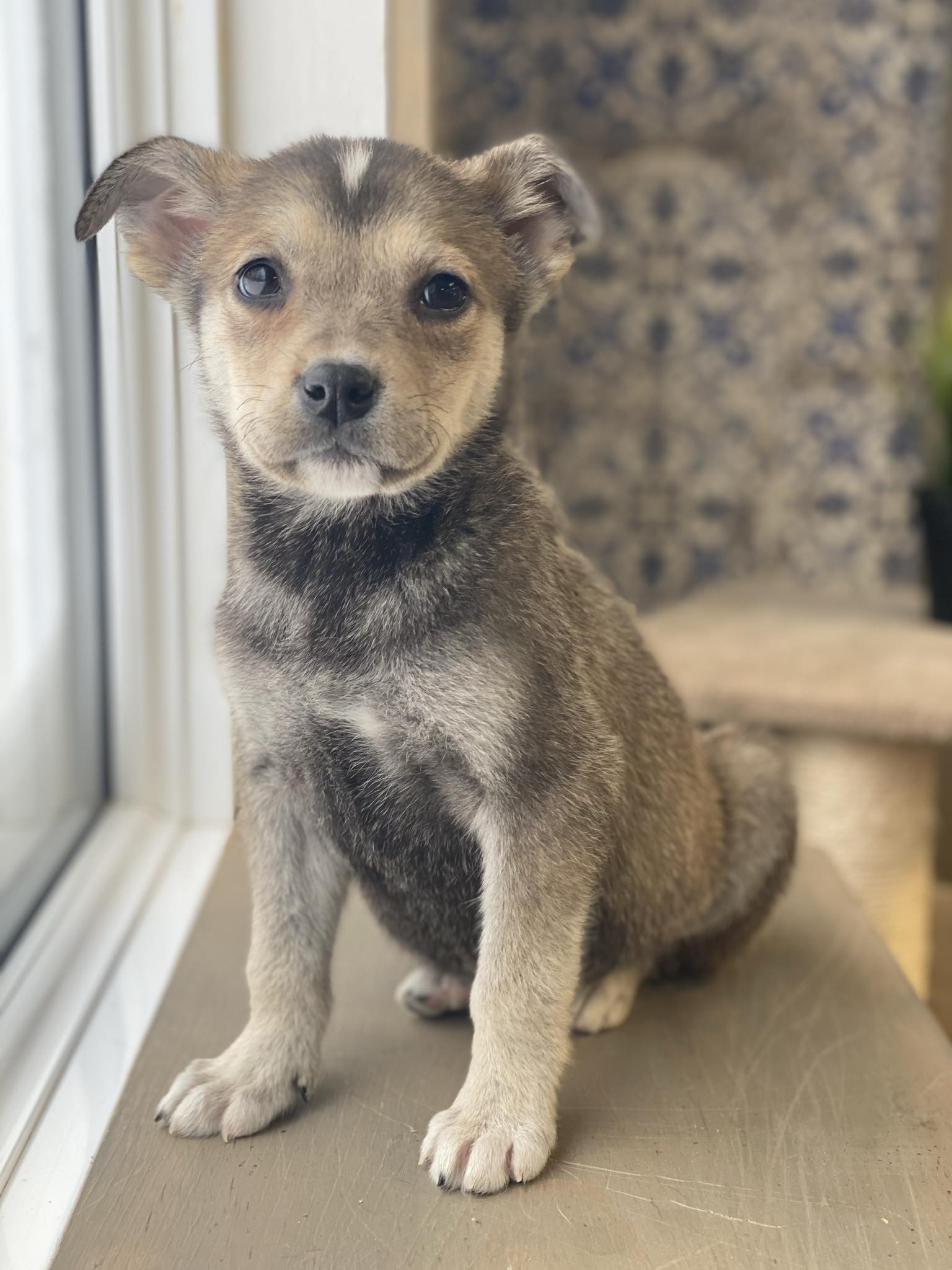 Animaux - SPA Régionale