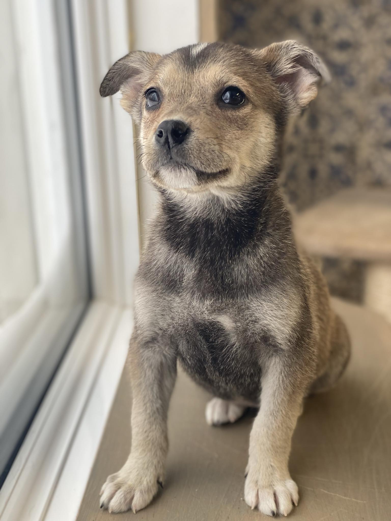 Animaux - SPA Régionale