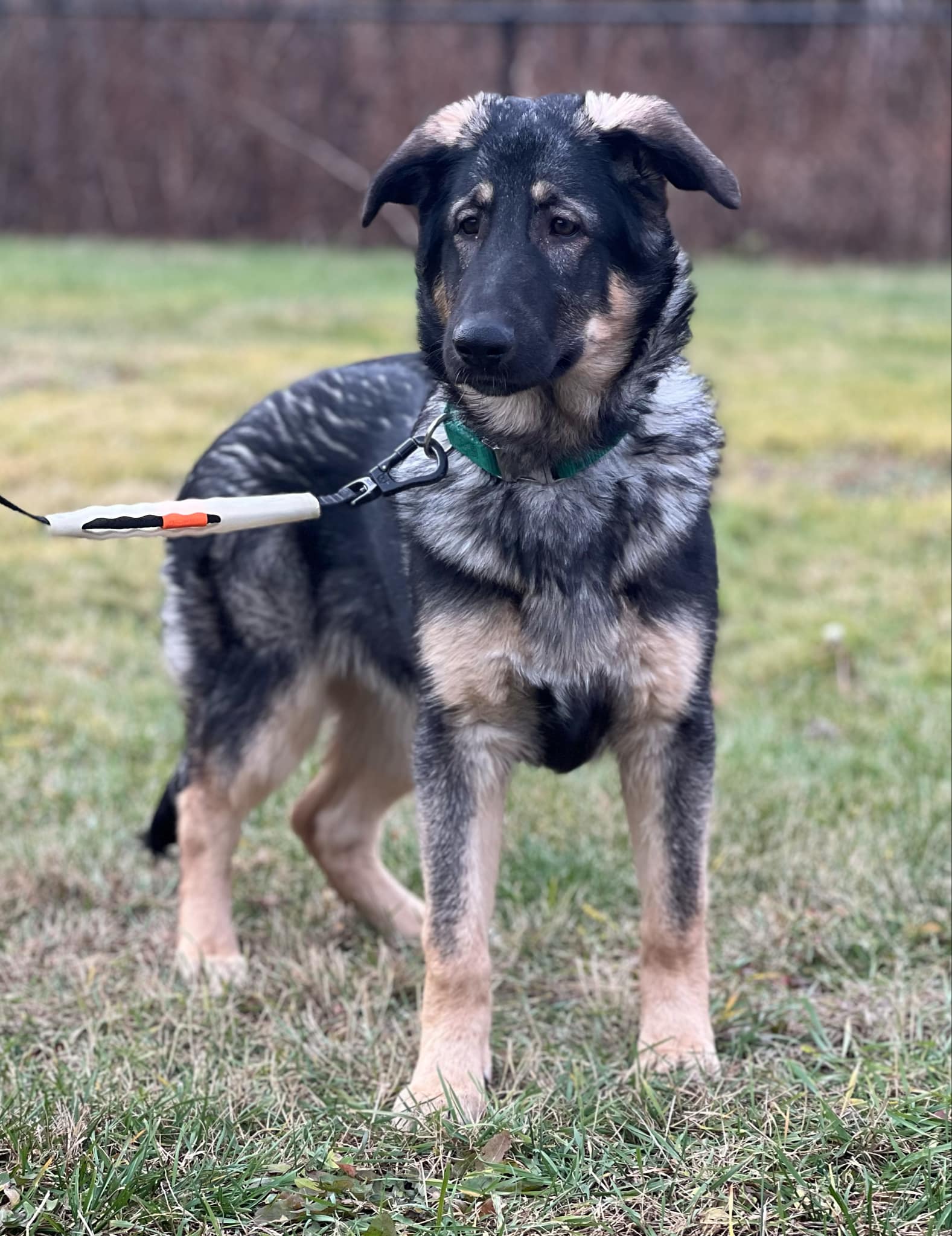 Animaux - SPA Régionale