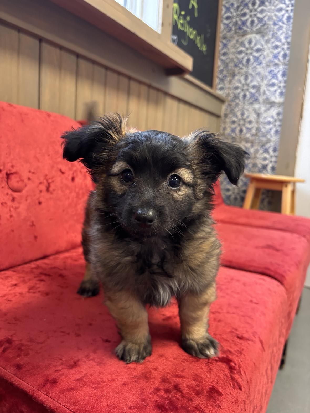 Animaux - SPA Régionale