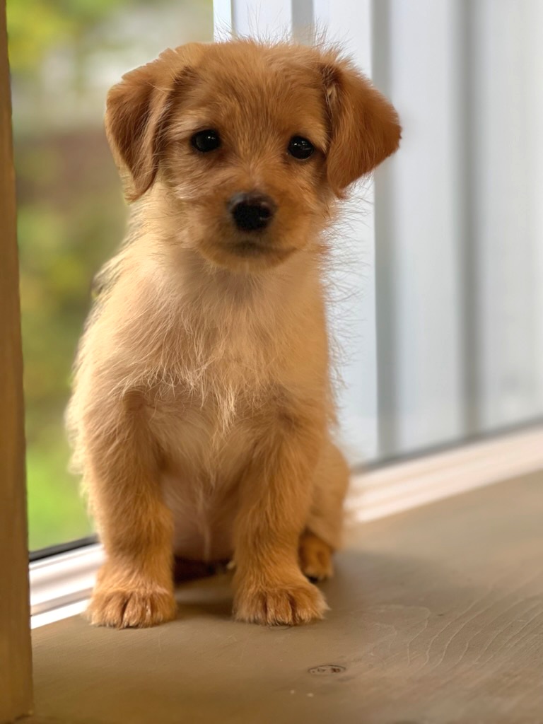 Animaux - SPA Régionale