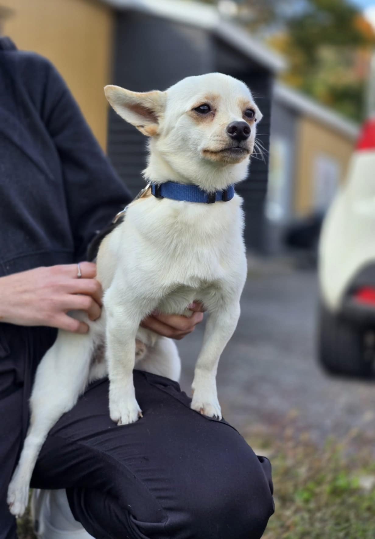 Animaux - SPA Régionale