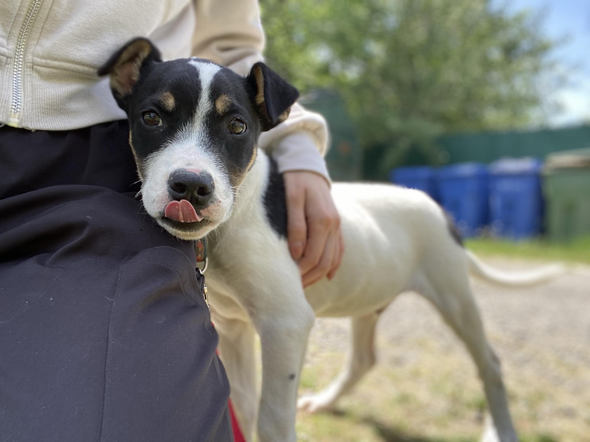 Animaux - SPA Régionale