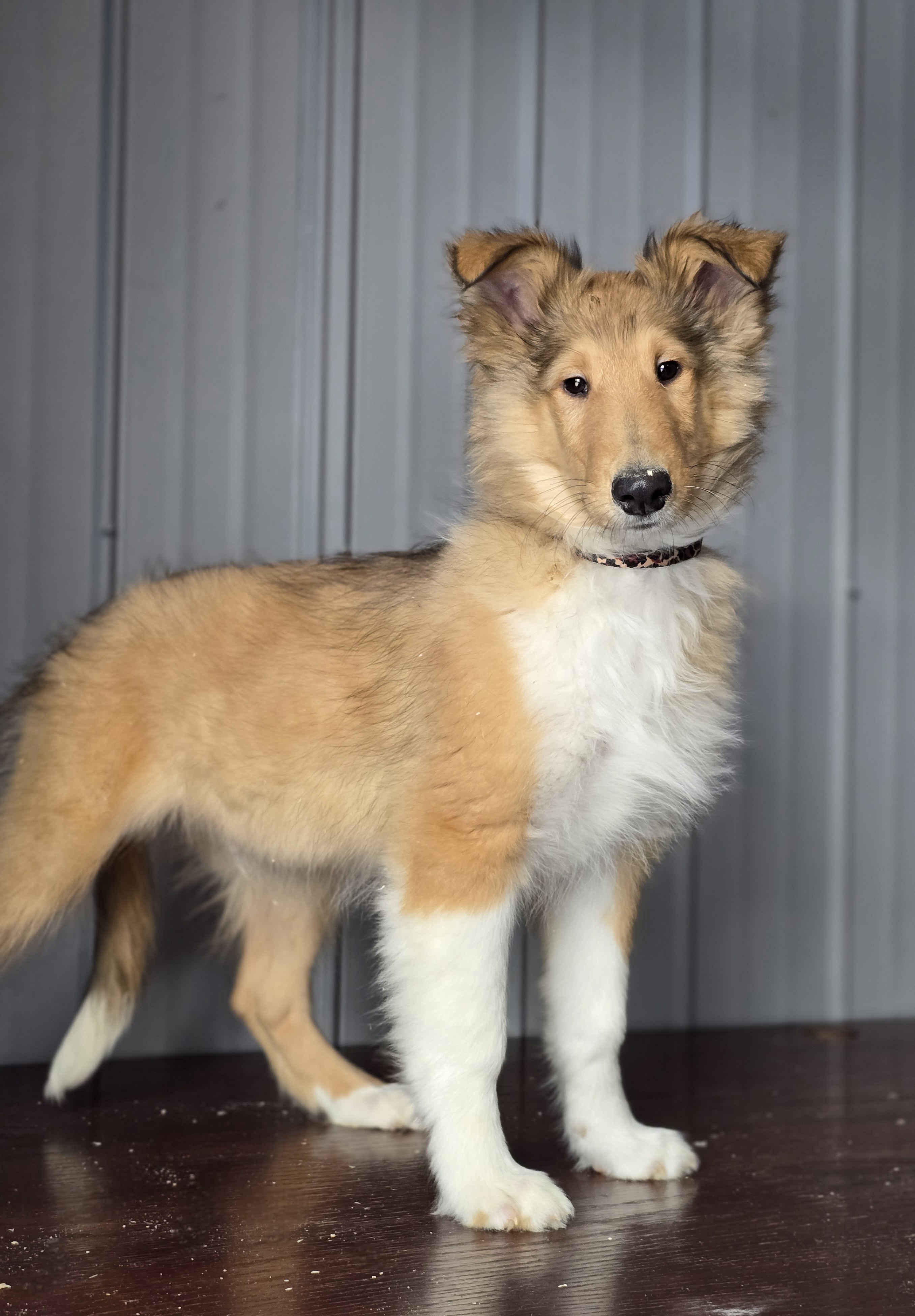 Animaux - SPA Régionale