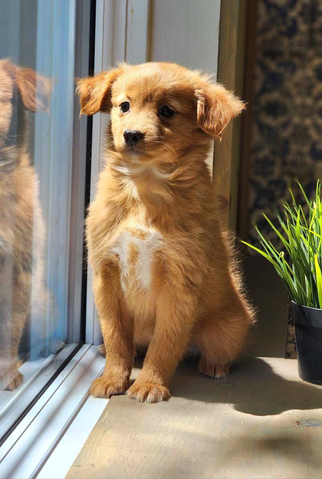 Animaux - SPA Régionale