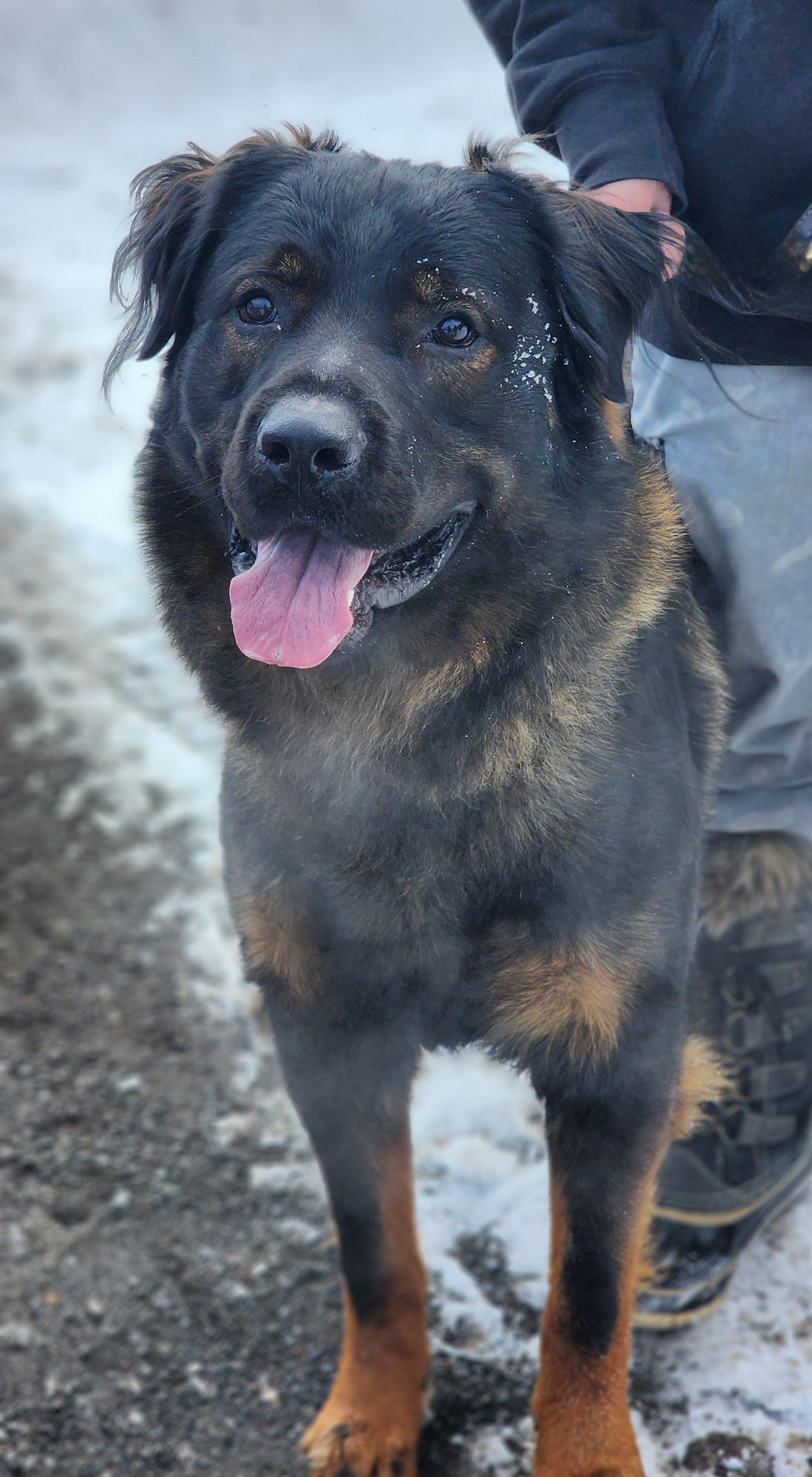 Animaux - SPA Régionale