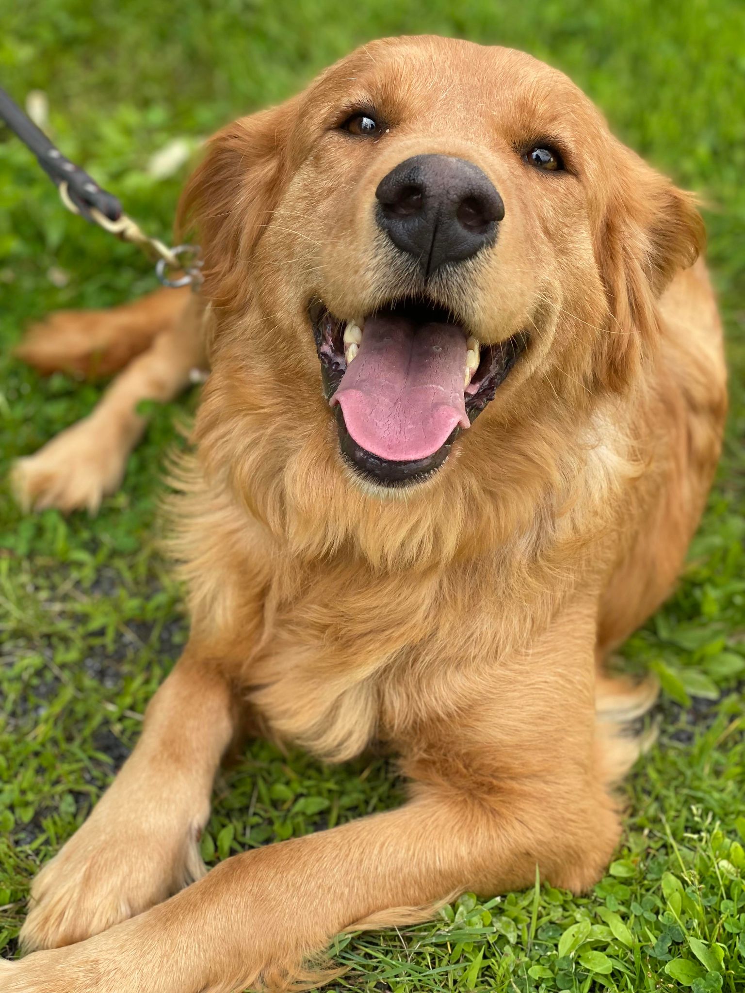 Animaux - SPA Régionale