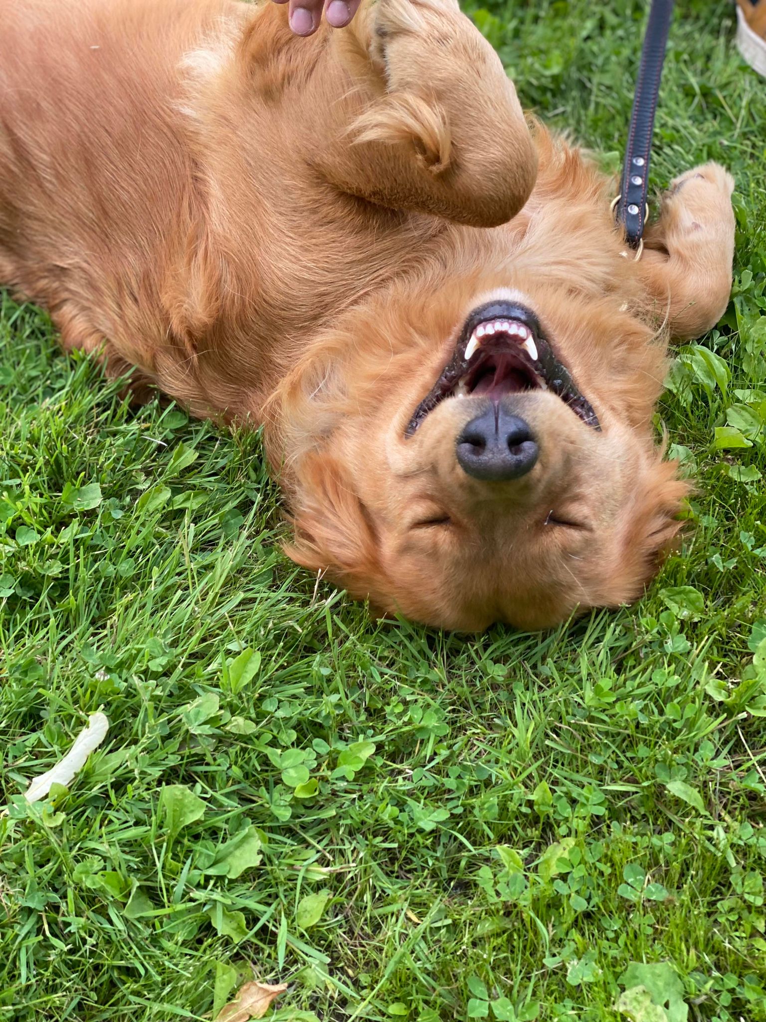 Animaux - SPA Régionale