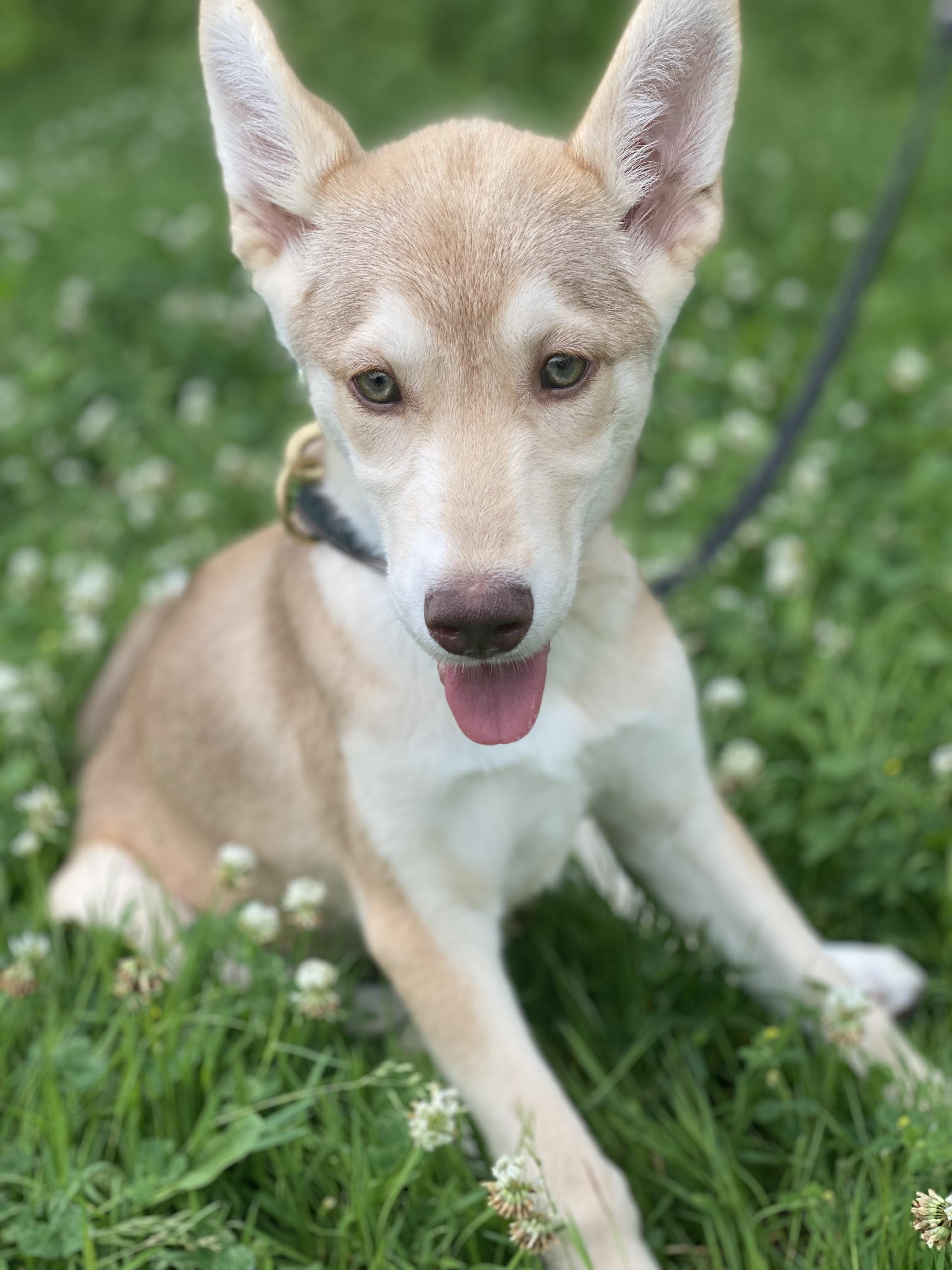 Animaux - SPA Régionale