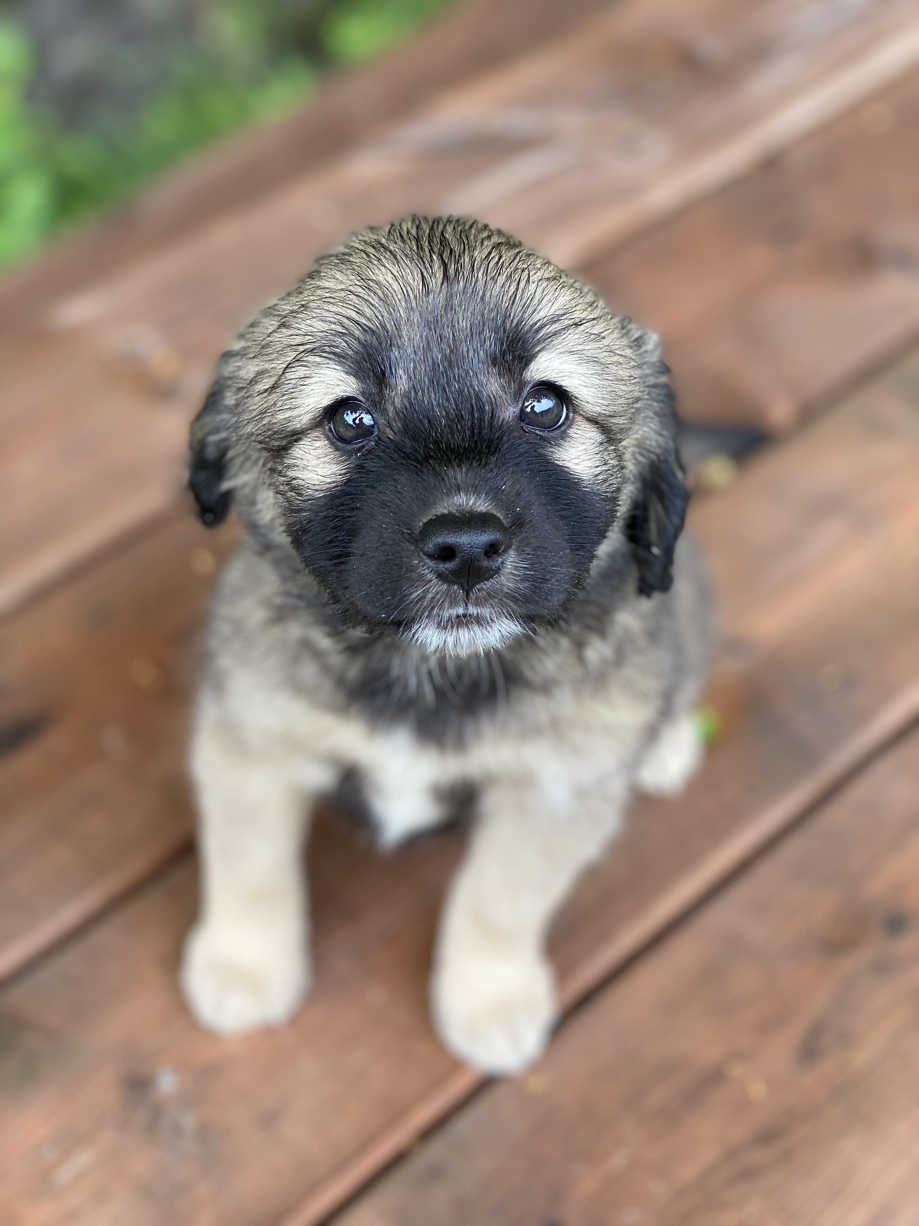 Animaux - SPA Régionale