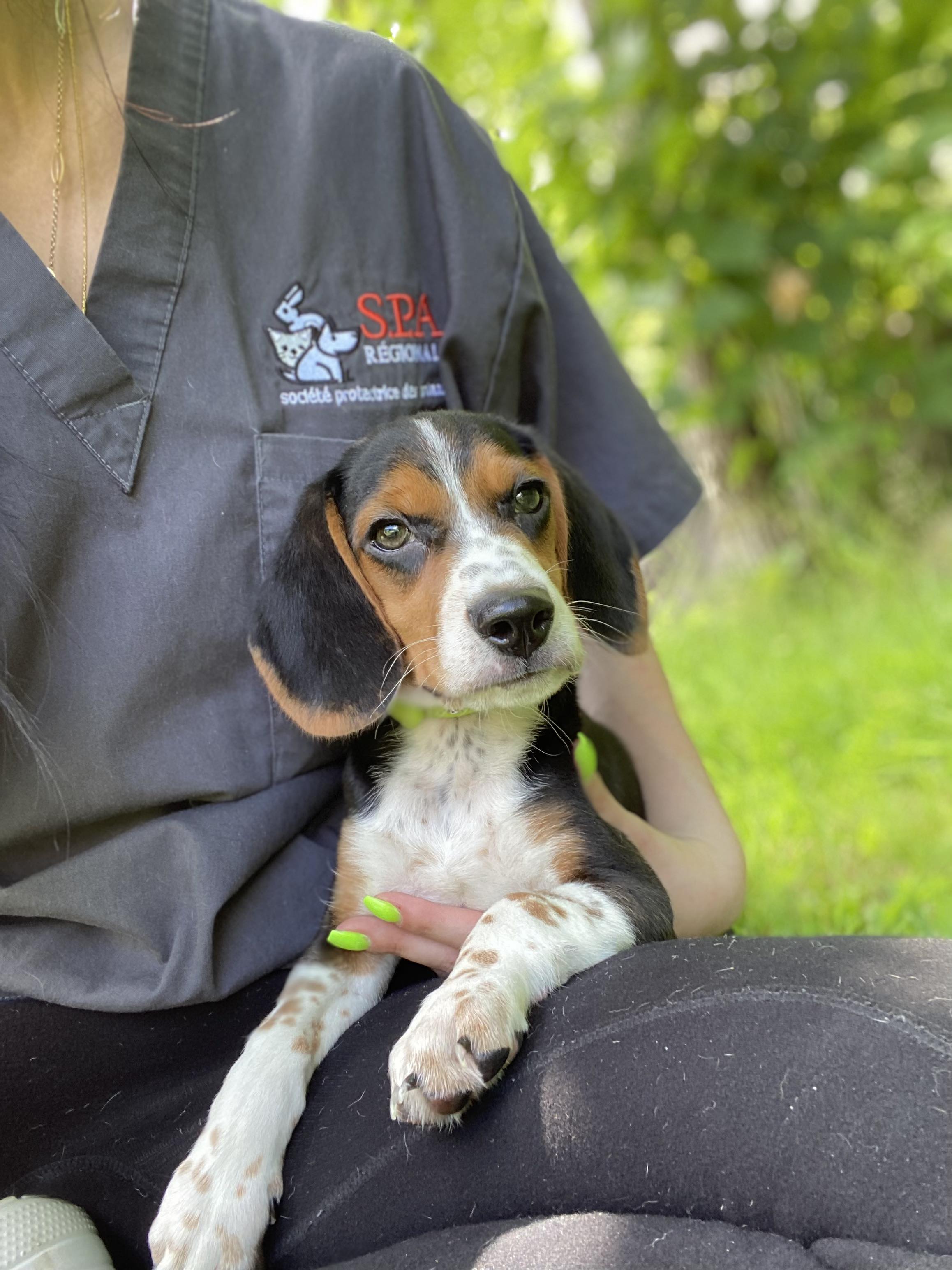 Animaux - SPA Régionale