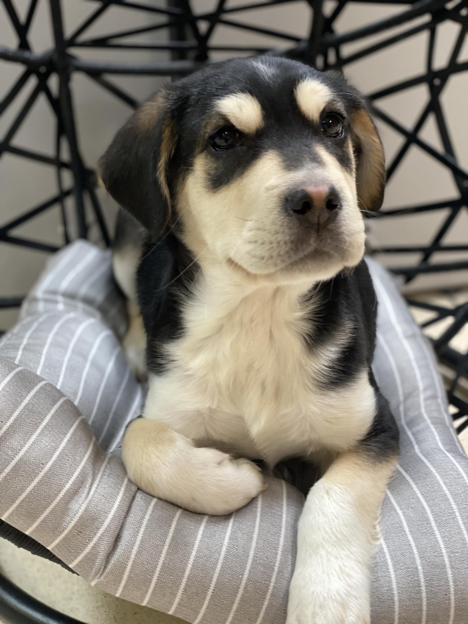 Animaux - SPA Régionale