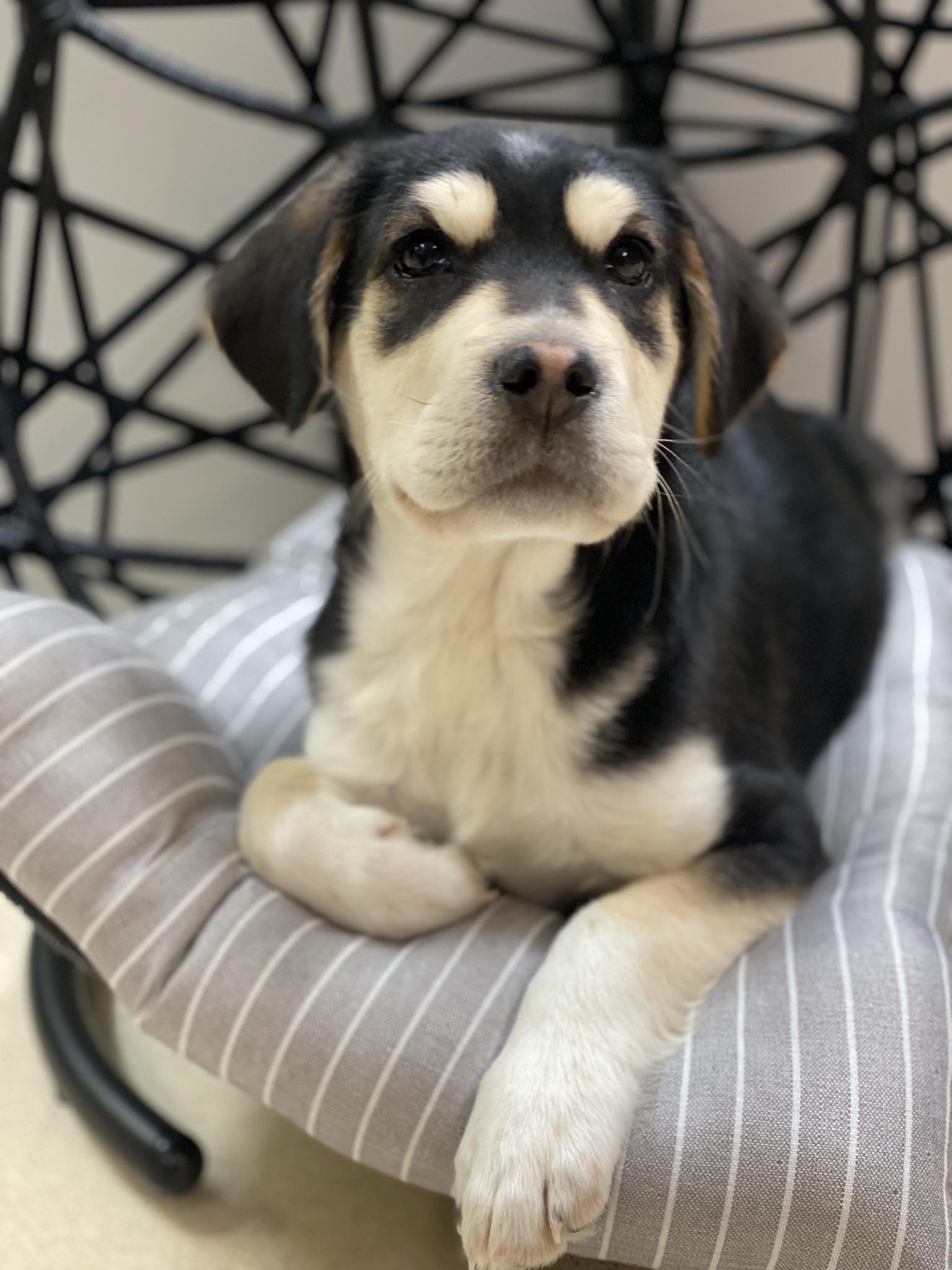 Animaux - SPA Régionale