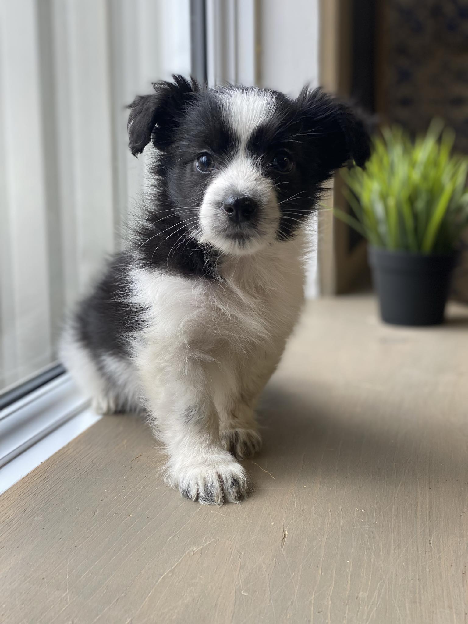 Animaux - SPA Régionale