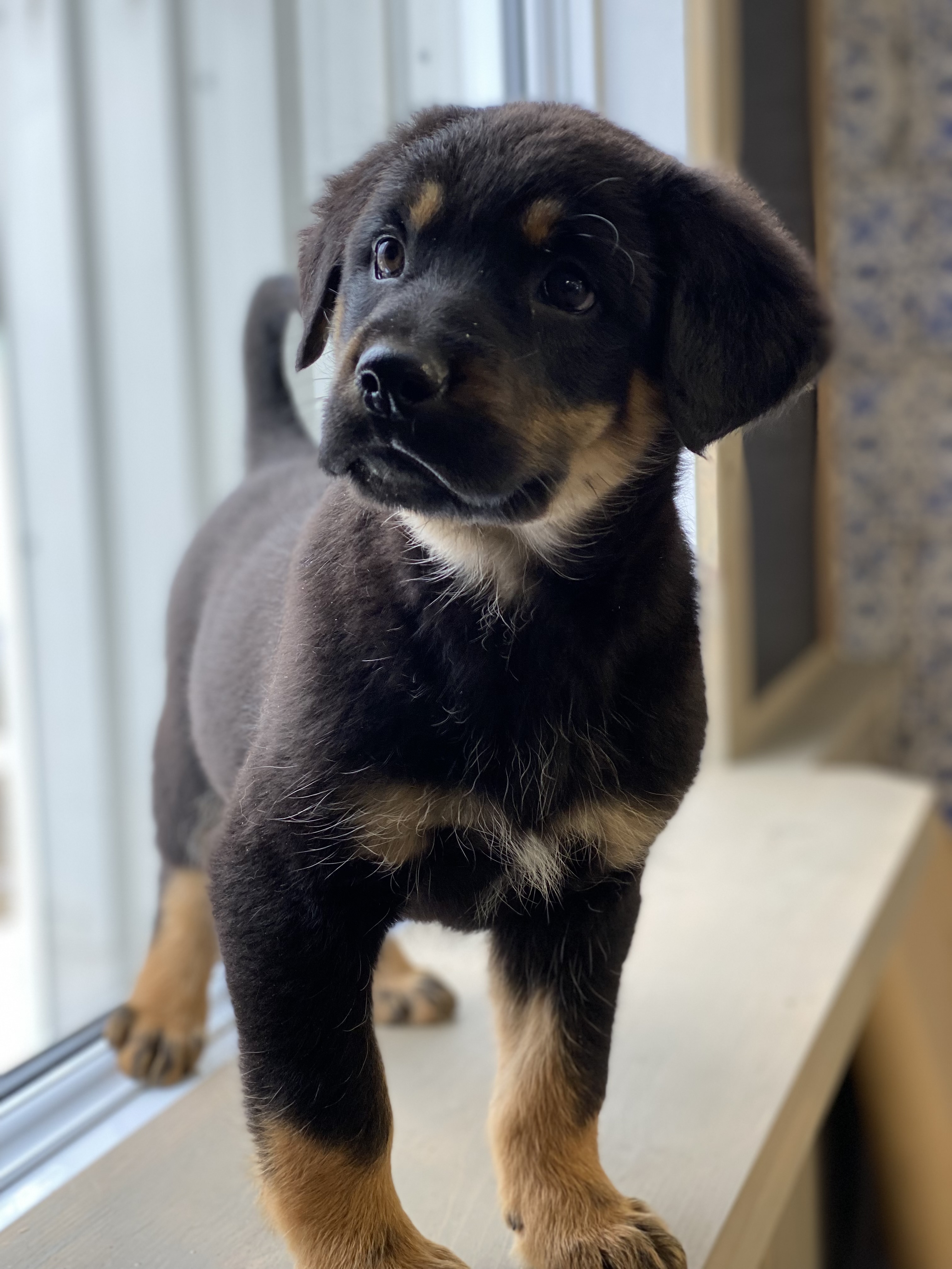 Animaux - SPA Régionale