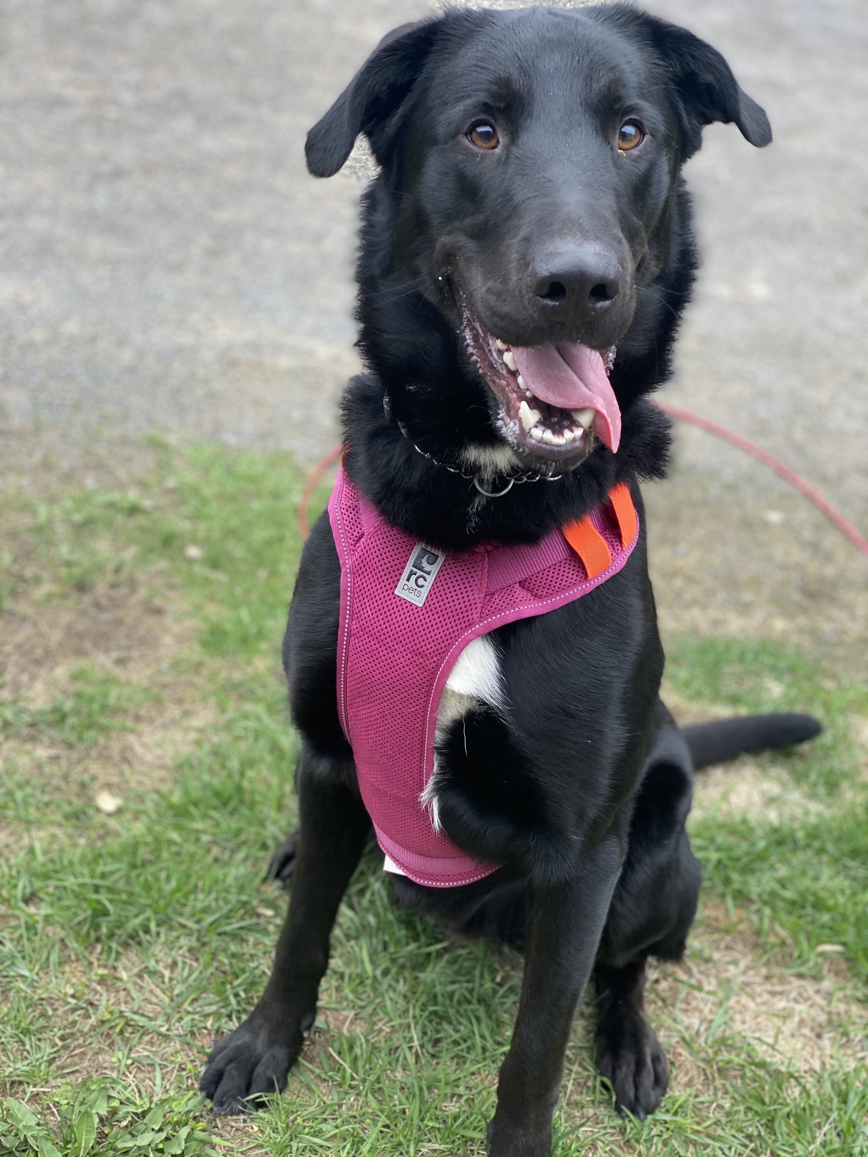 Animaux - SPA Régionale