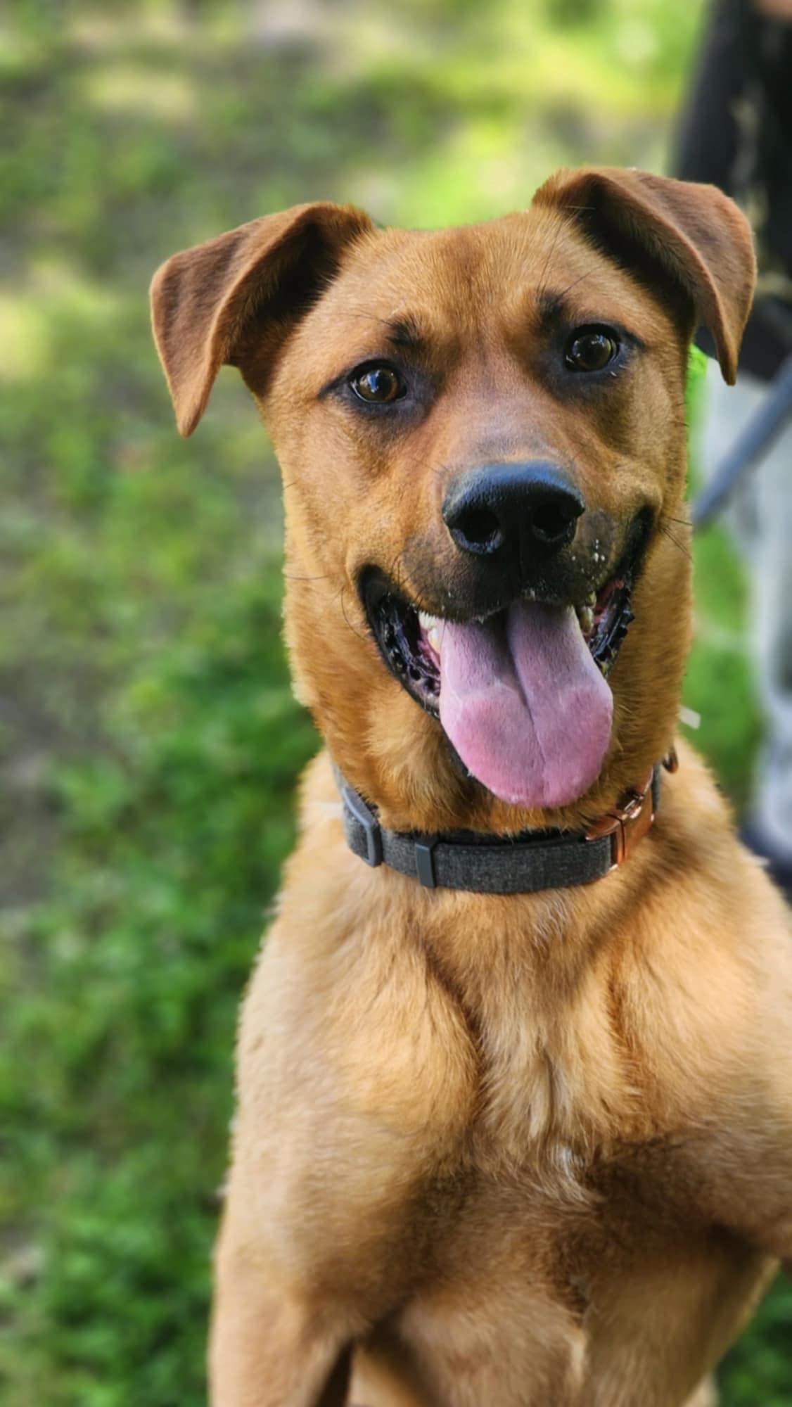 Animaux - SPA Régionale