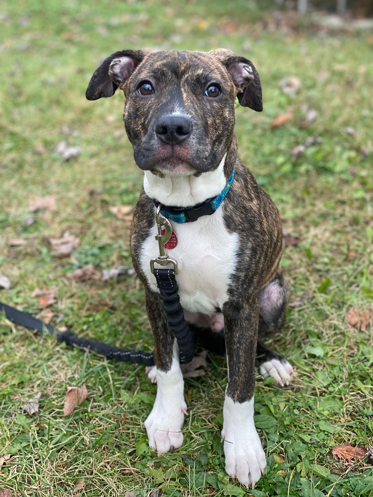 Animaux - SPA Régionale