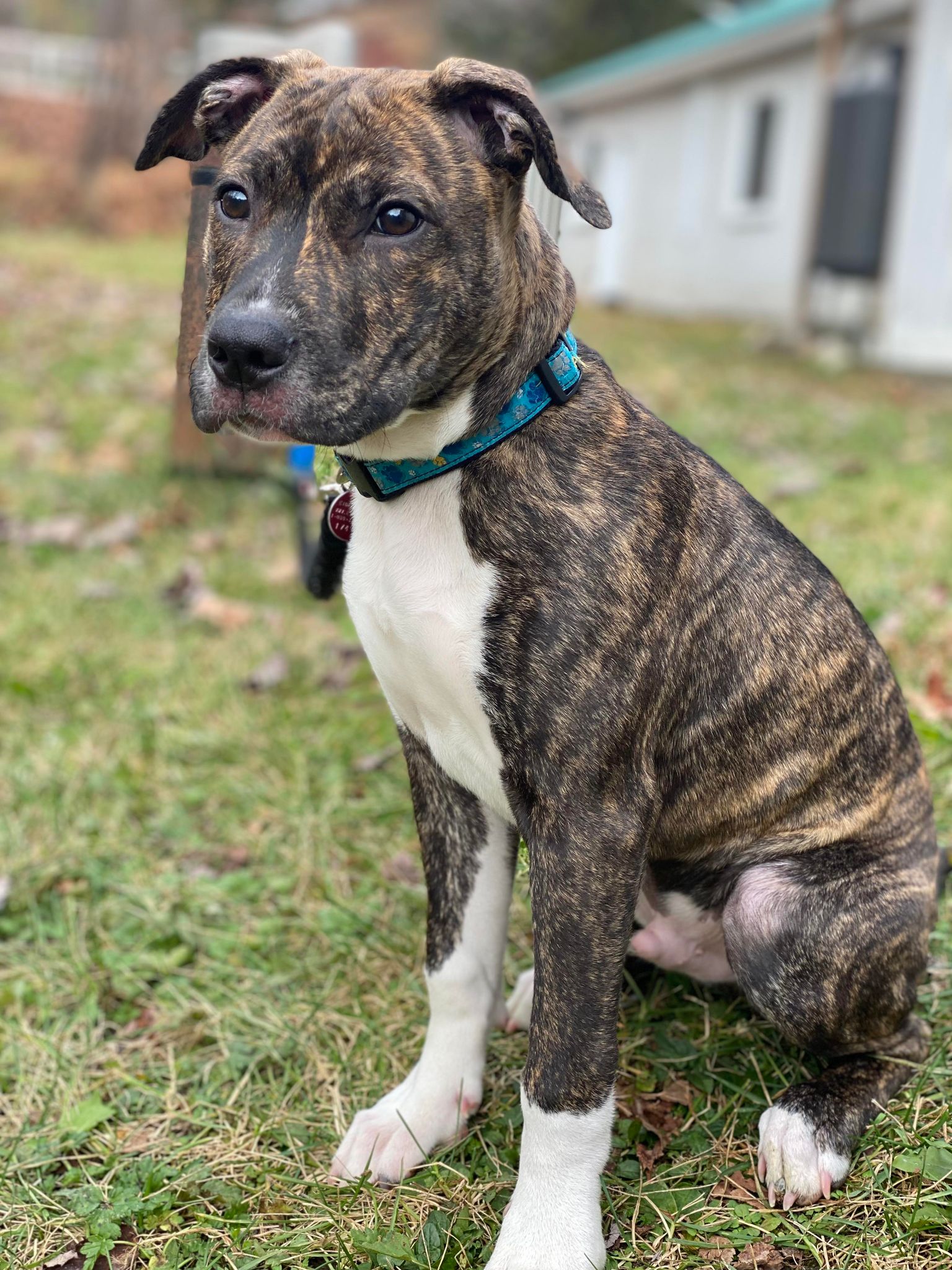 Animaux - SPA Régionale