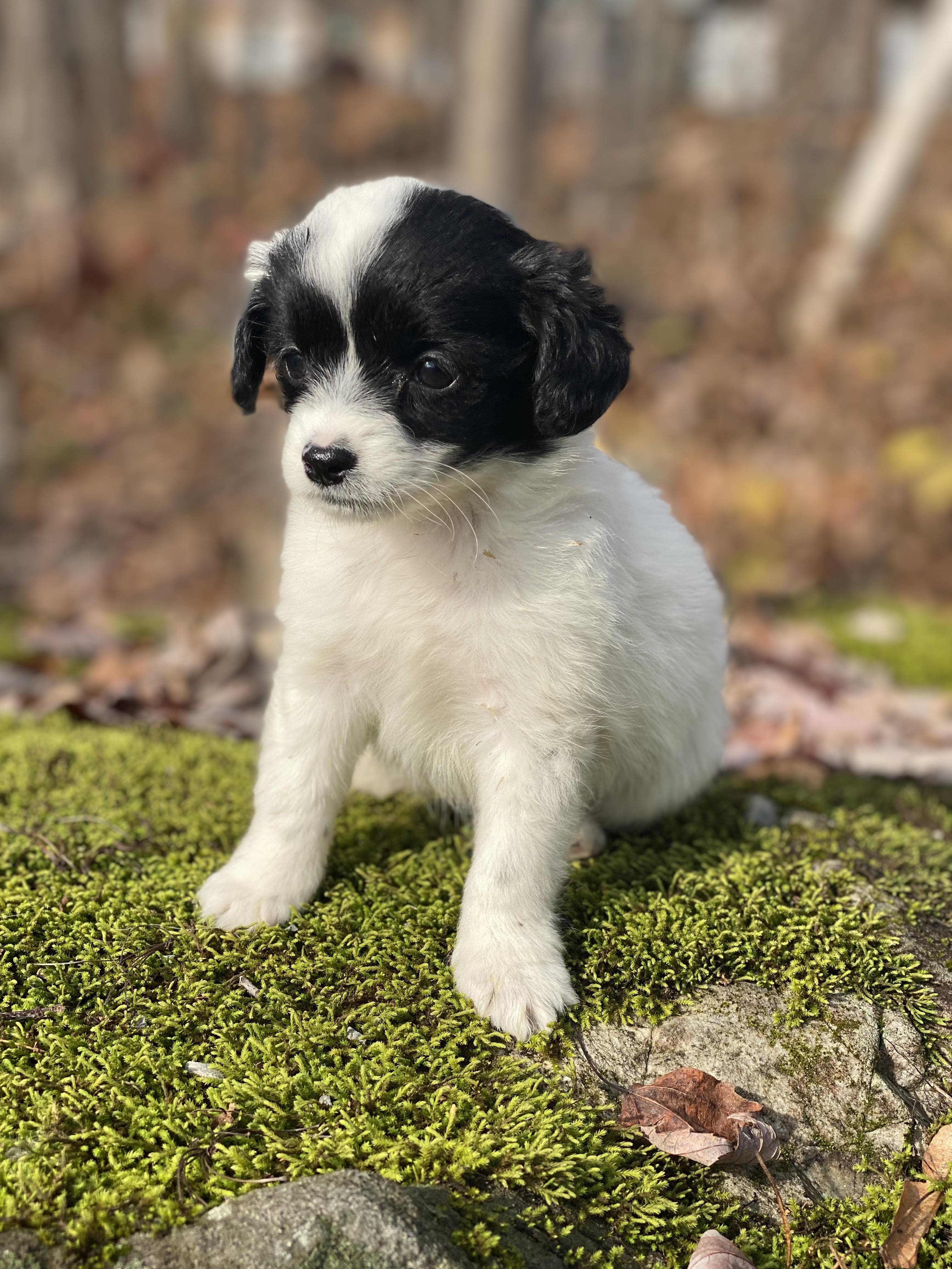 Animaux - SPA Régionale