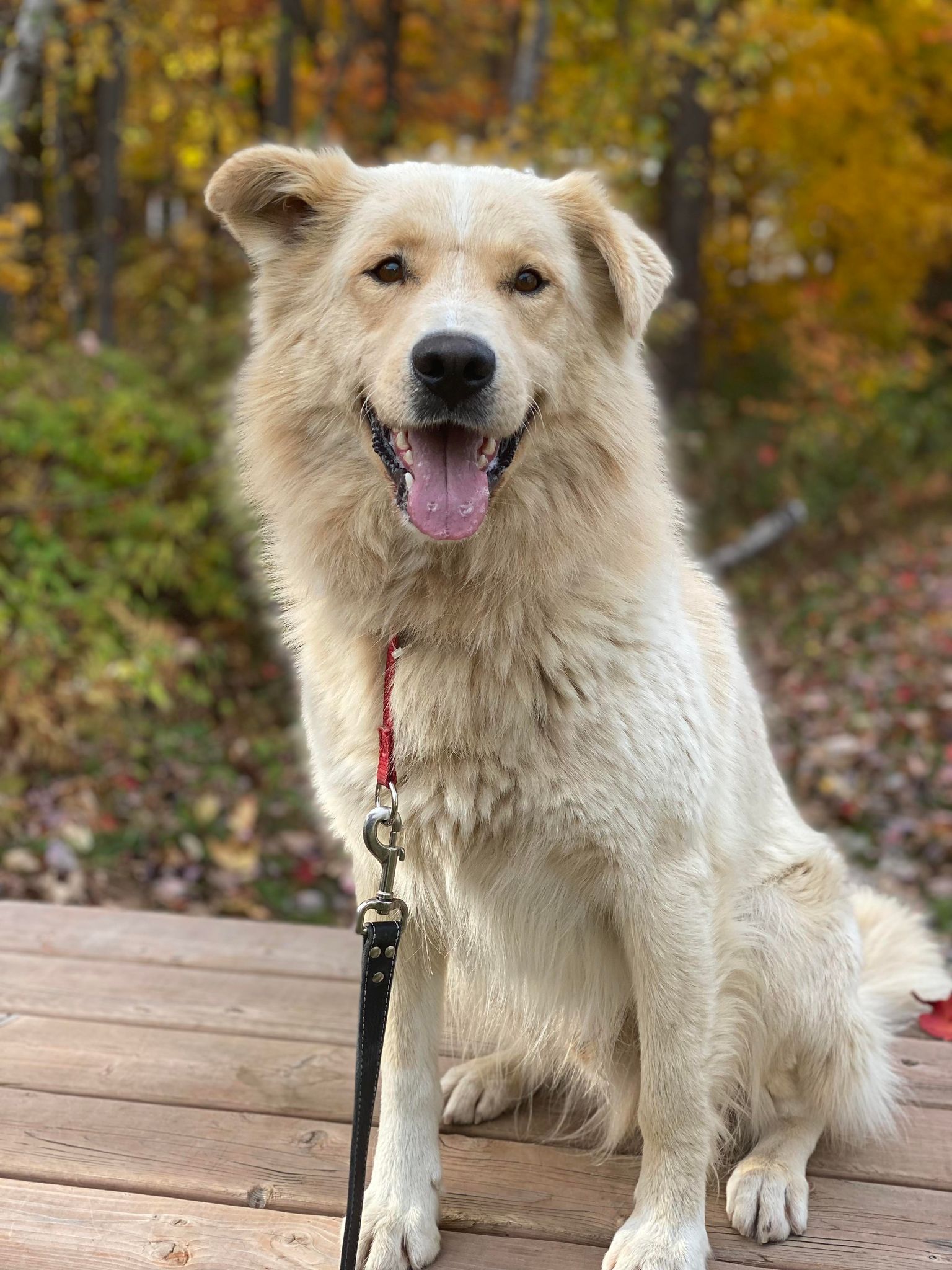 Animaux - SPA Régionale