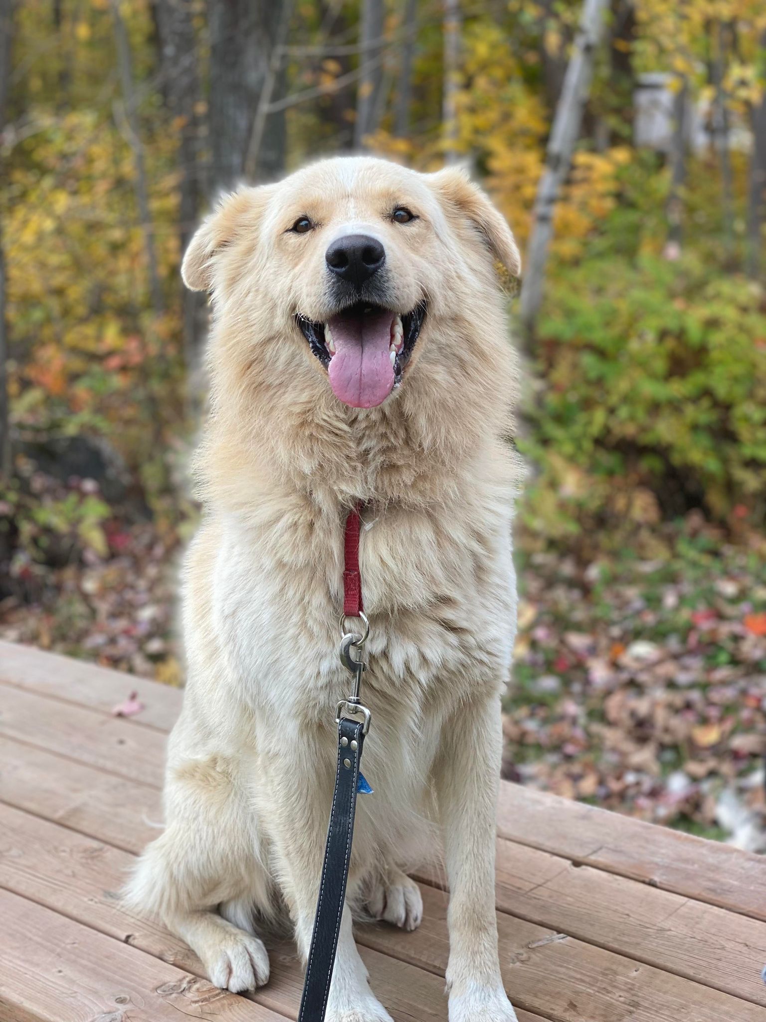 Animaux - SPA Régionale