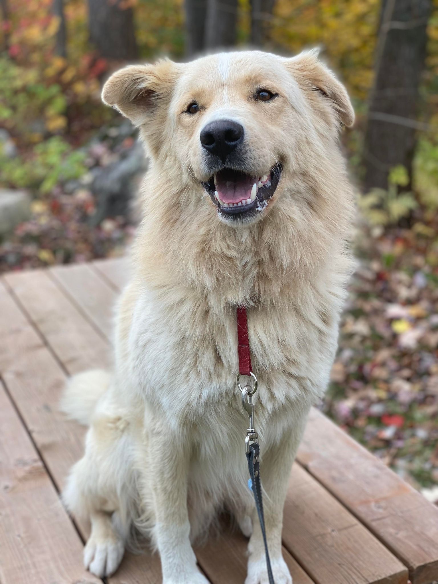 Animaux - SPA Régionale