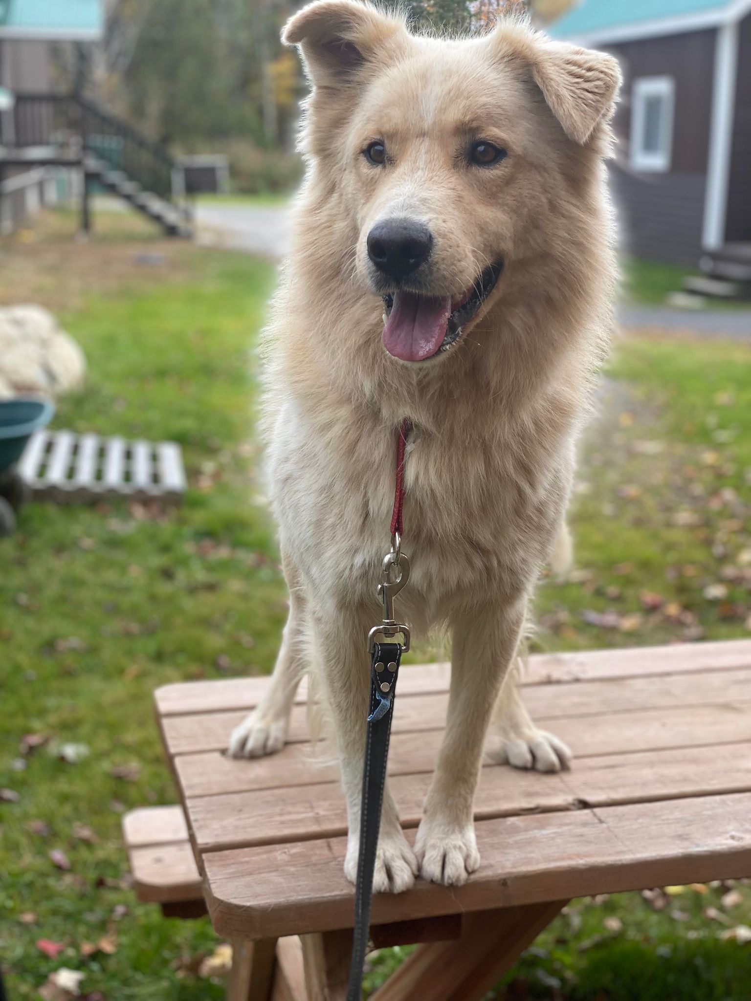 Animaux - SPA Régionale