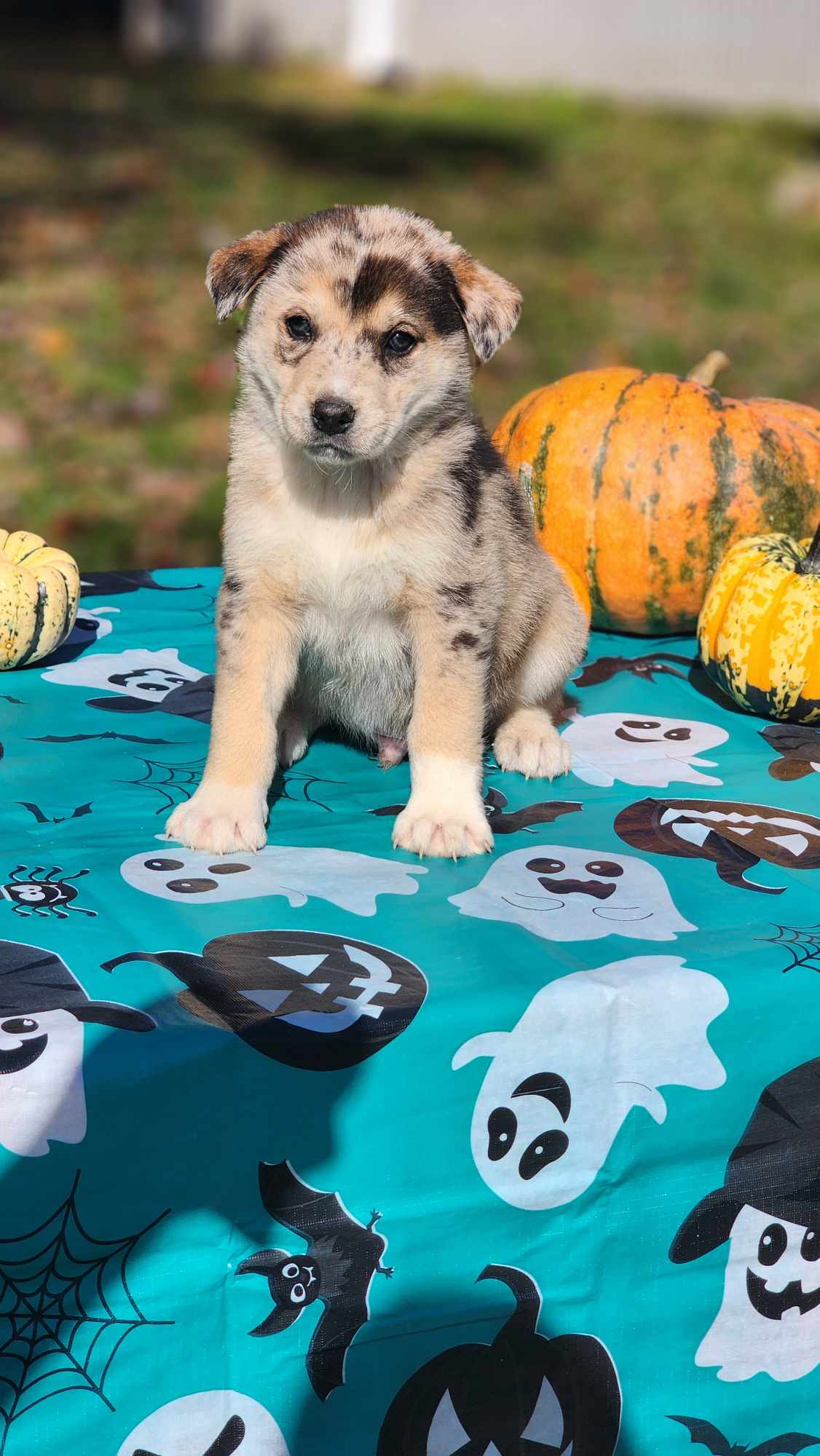 Animaux - SPA Régionale