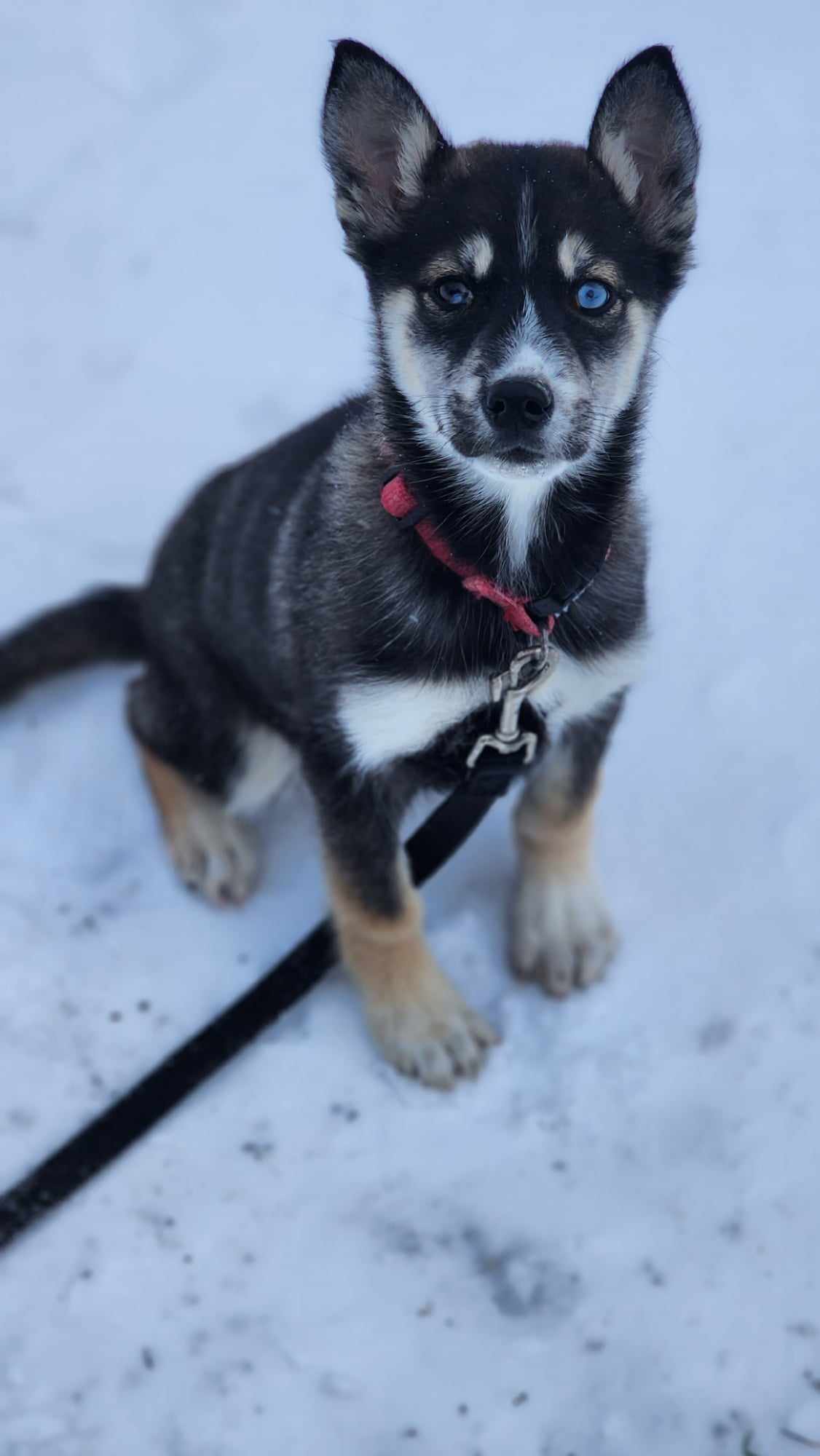 Animaux - SPA Régionale