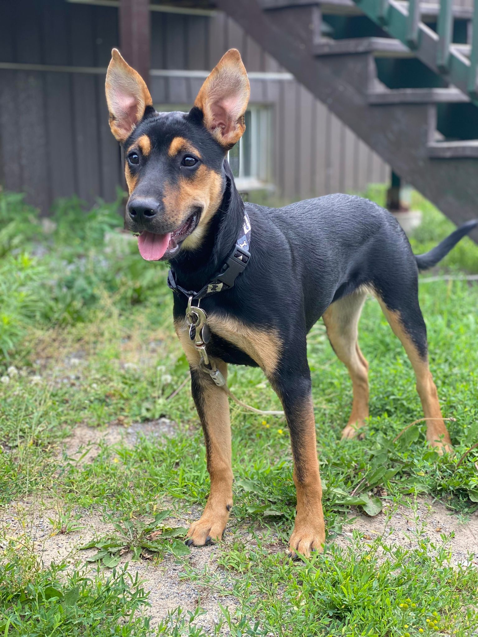 Animaux - SPA Régionale