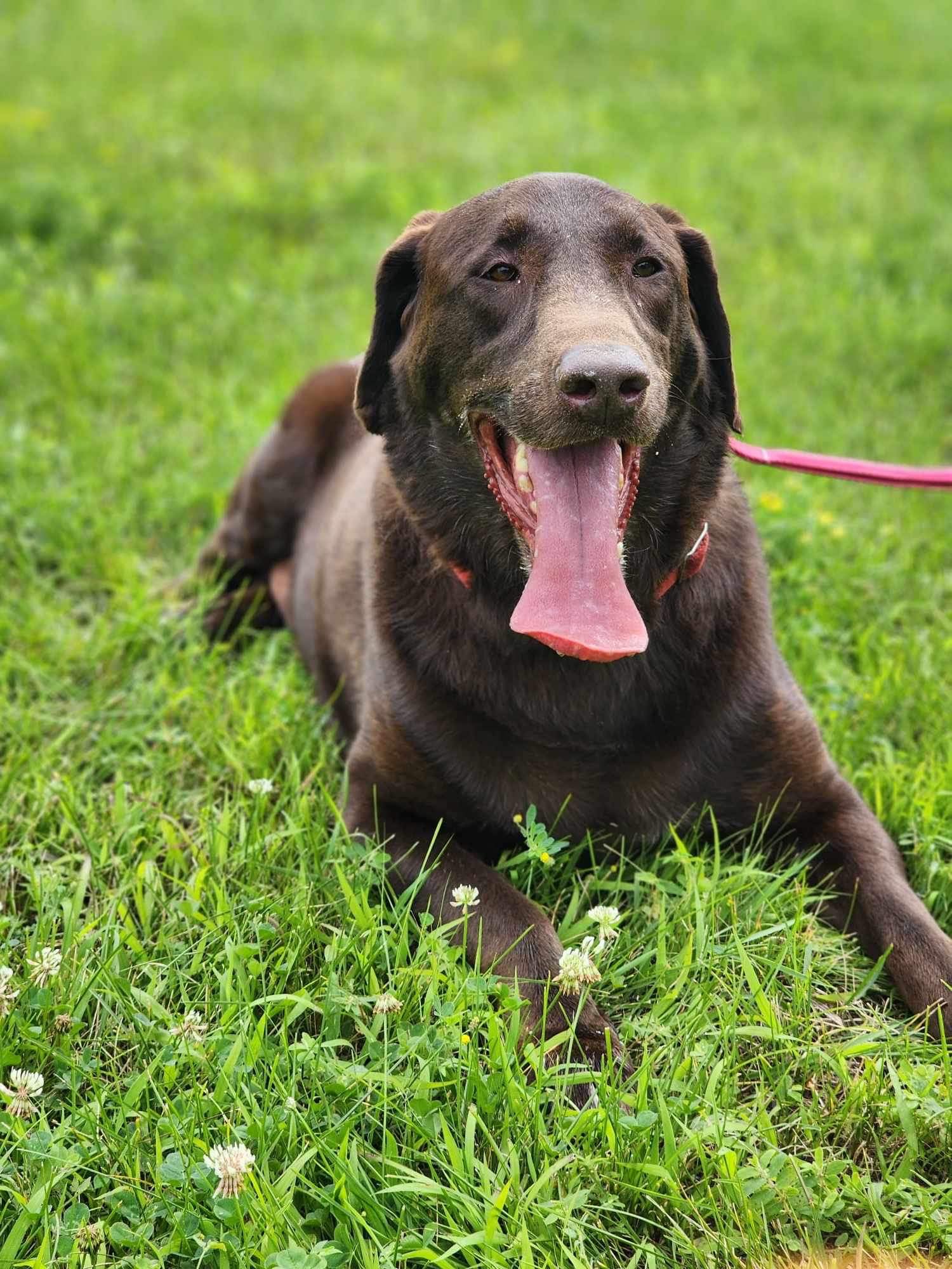 Animaux - SPA Régionale