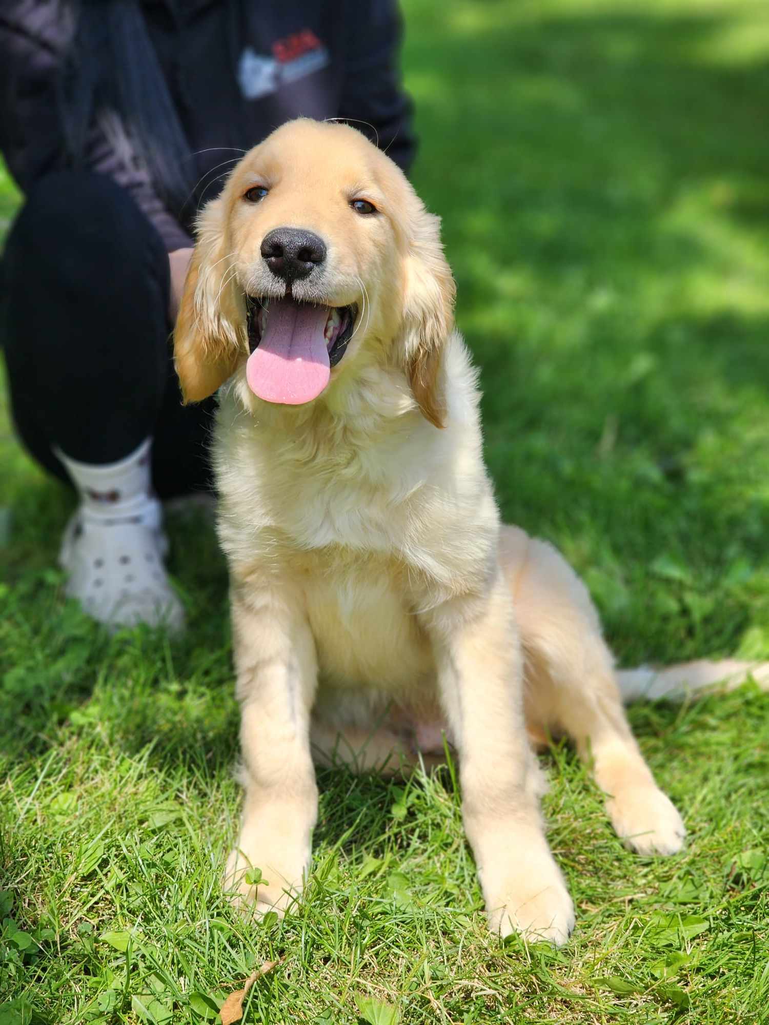 Animaux - SPA Régionale