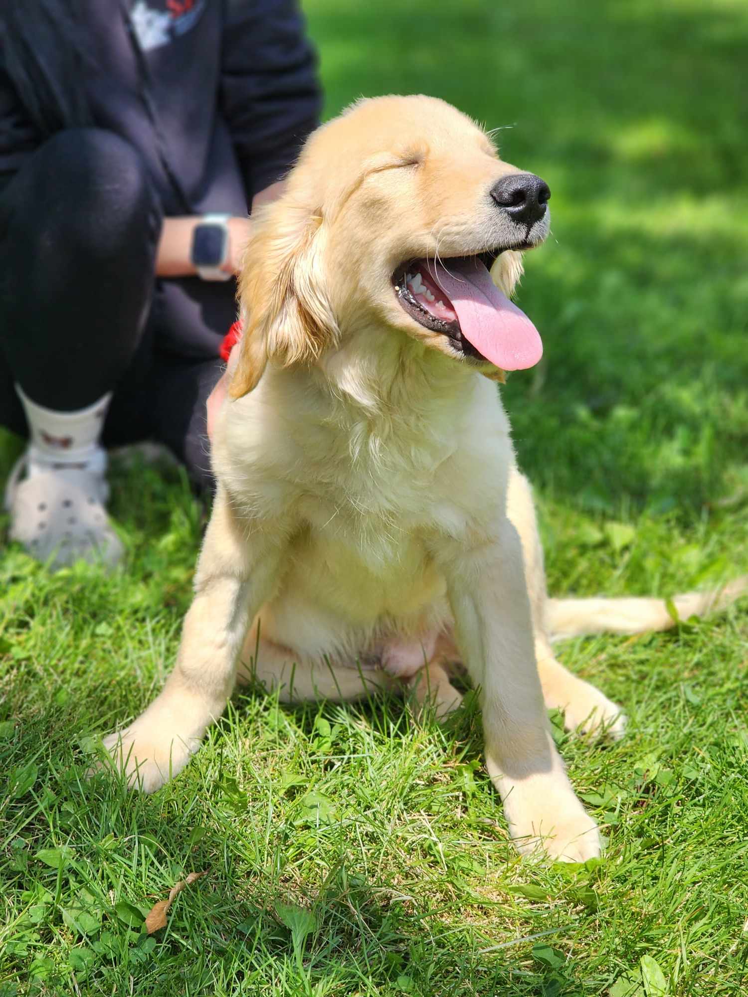 Animaux - SPA Régionale