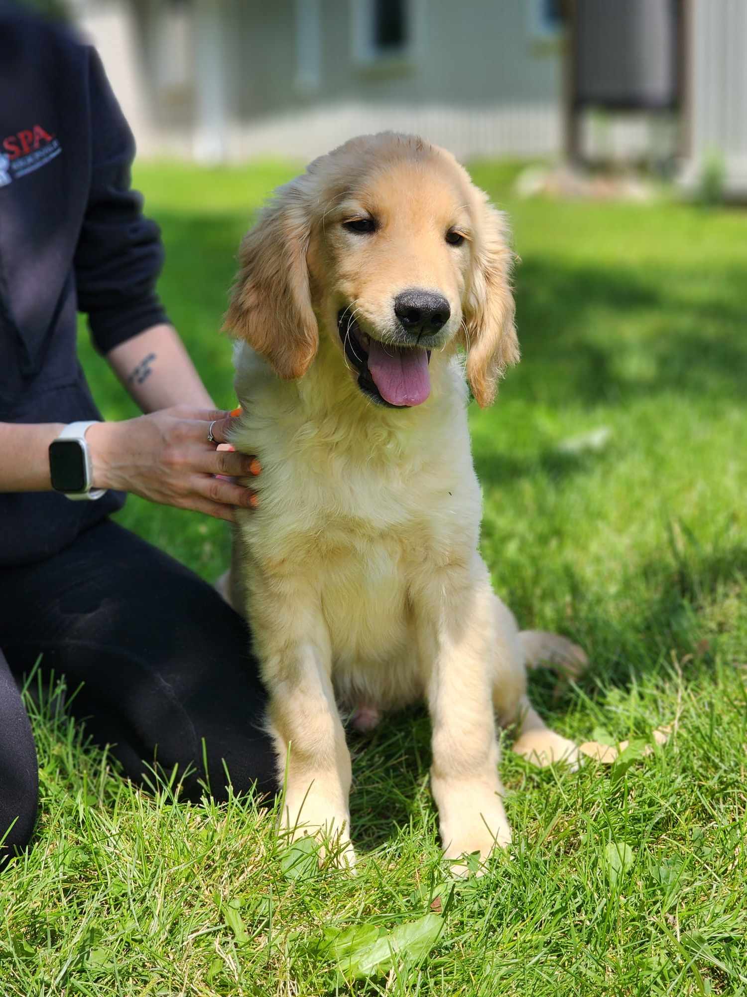 Animaux - SPA Régionale