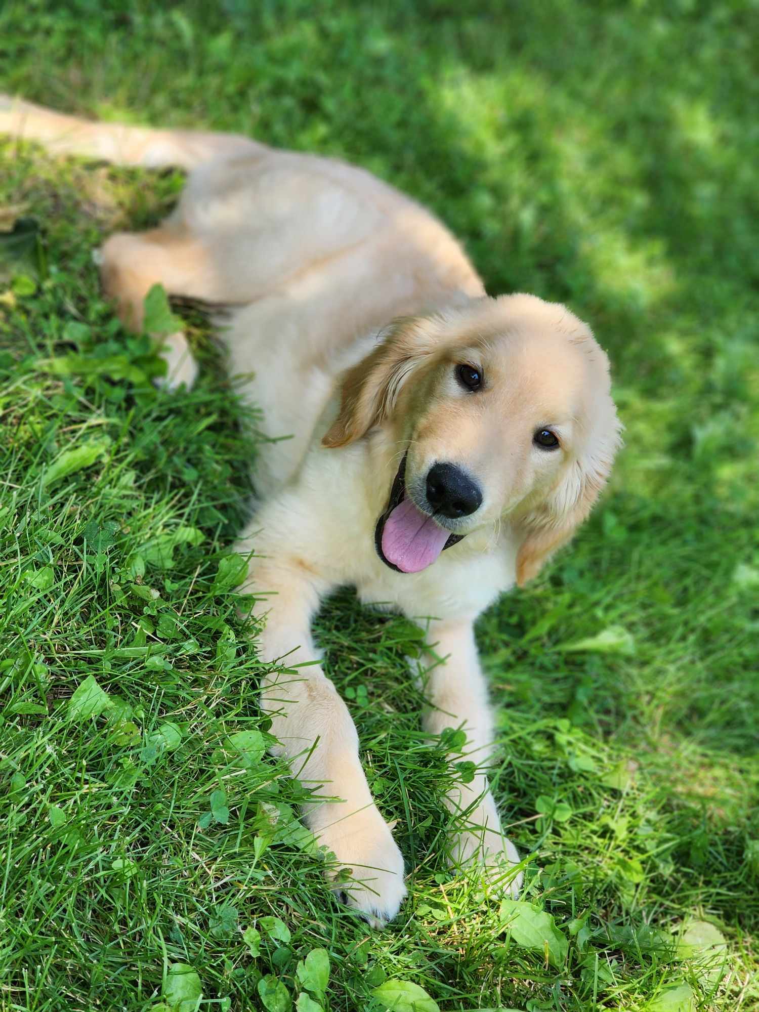 Animaux - SPA Régionale