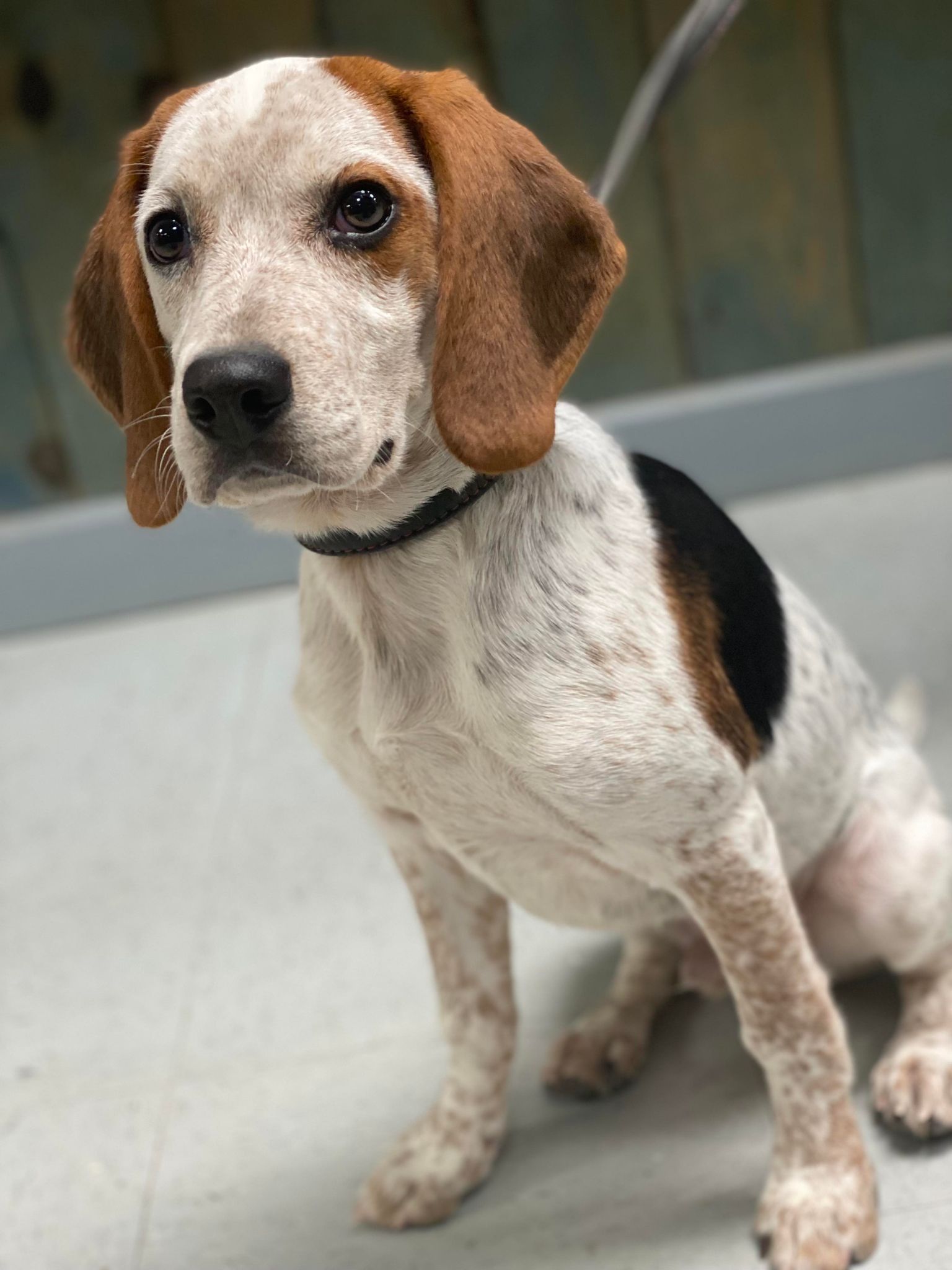 Animaux - SPA Régionale